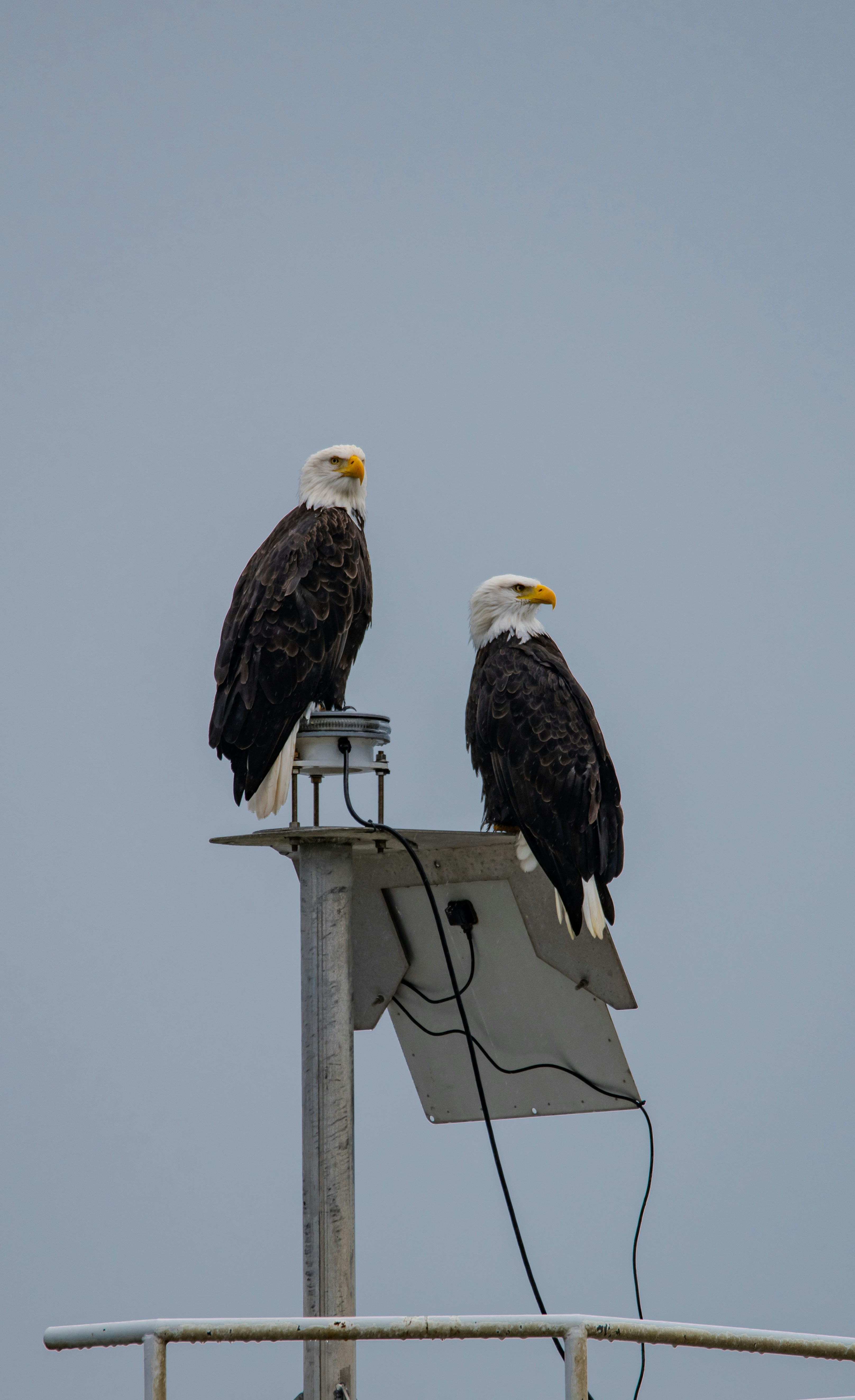 Two Bald Eagles Perched on a Rooftop Structure Against a Clear Sky