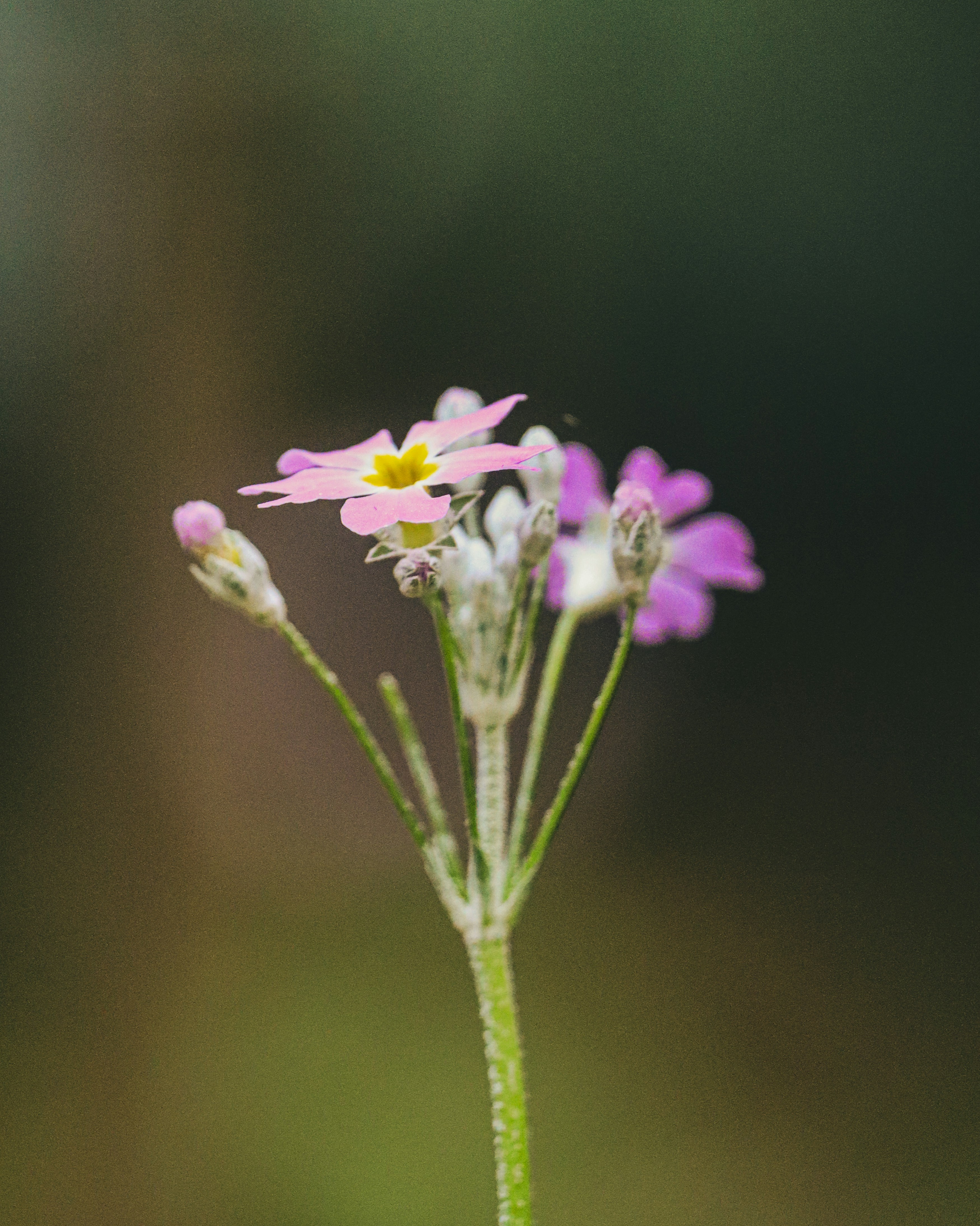 Petals in Focus: A Macro Portrait of Pink Wildflowers Against Velvet Green