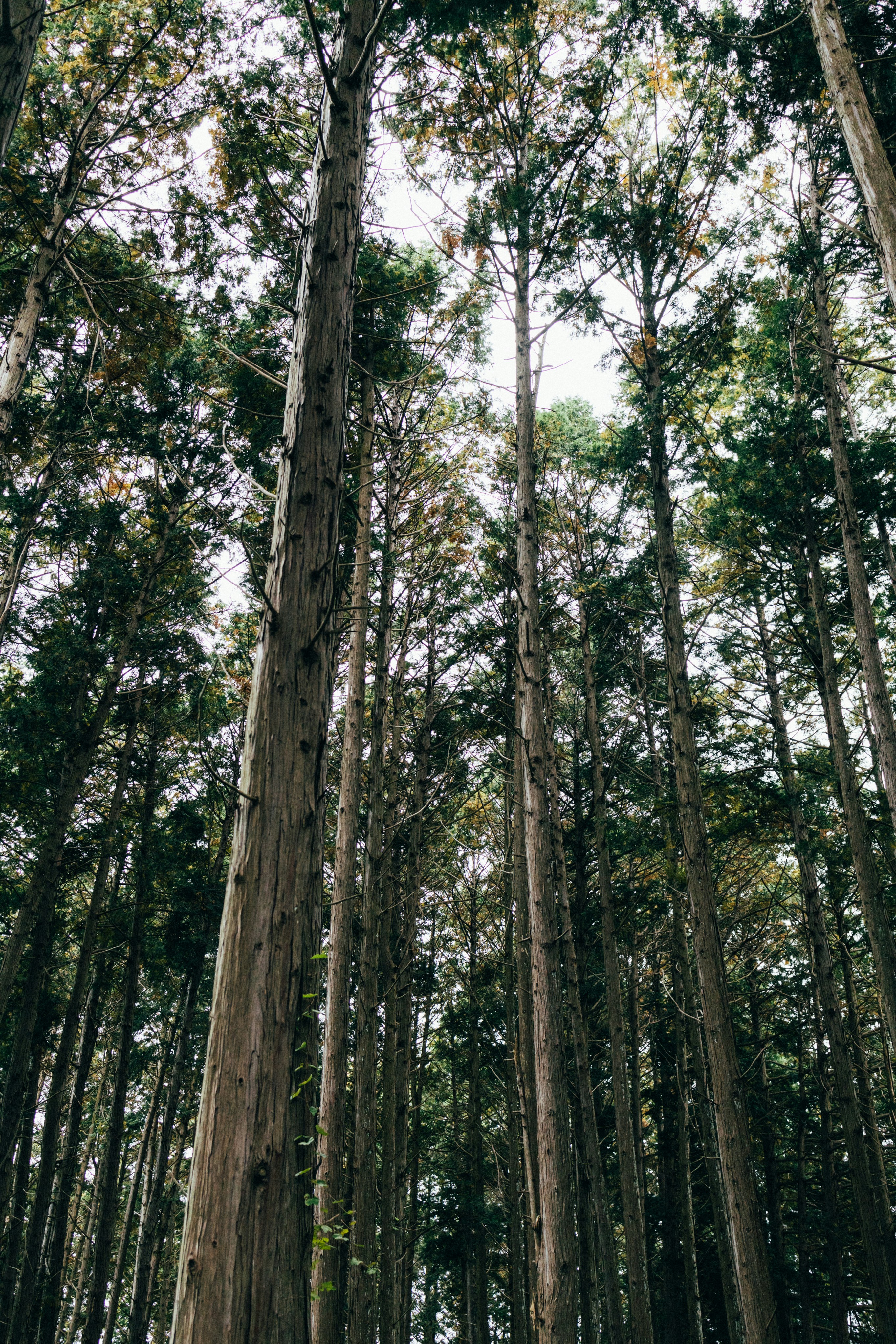 Un bosque lleno de árboles altos foto – Imagen de Bosque gratuita en Unsplash
