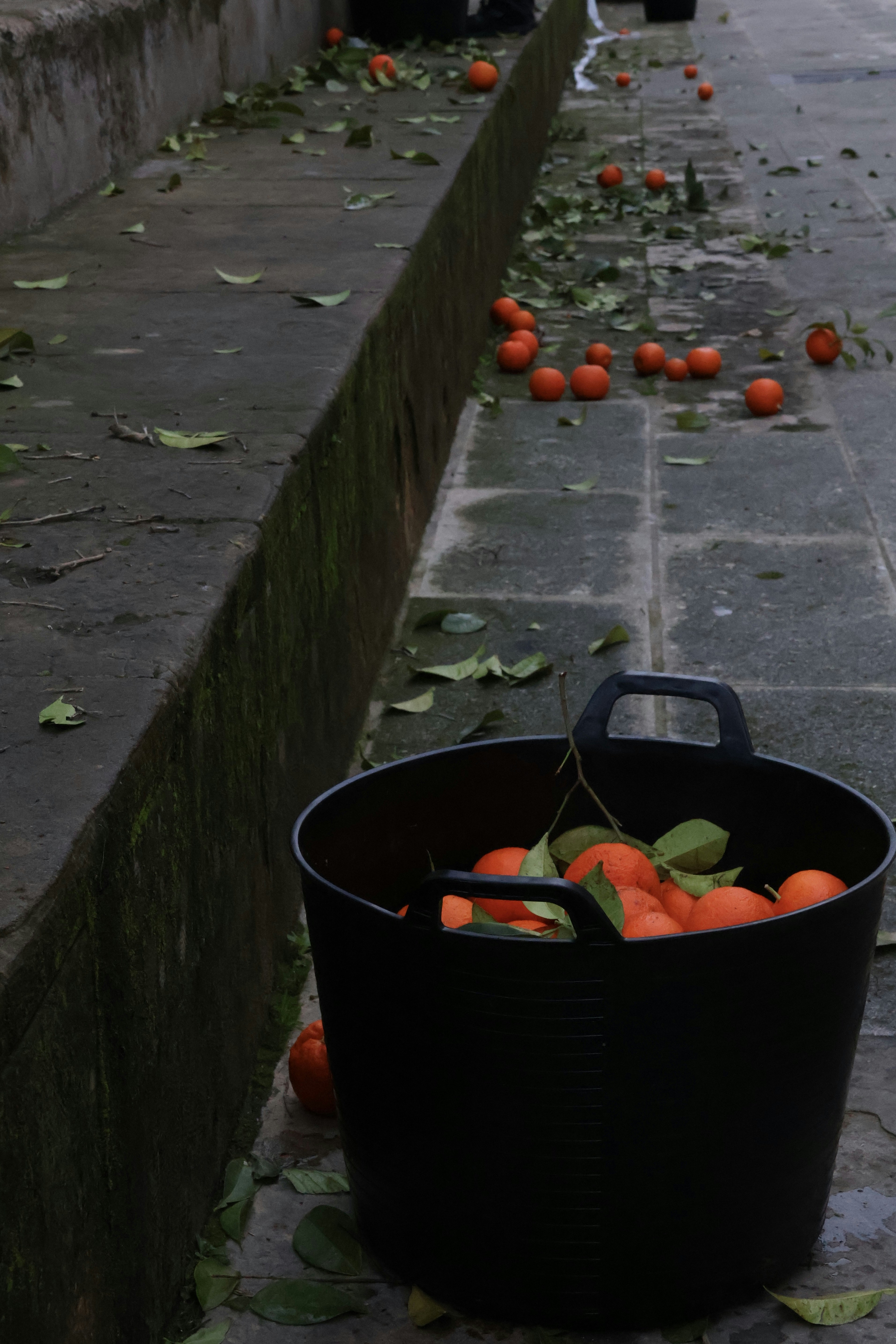 Rain-Kissed Stone Path Holds a Black Bucket Brimming with Oranges