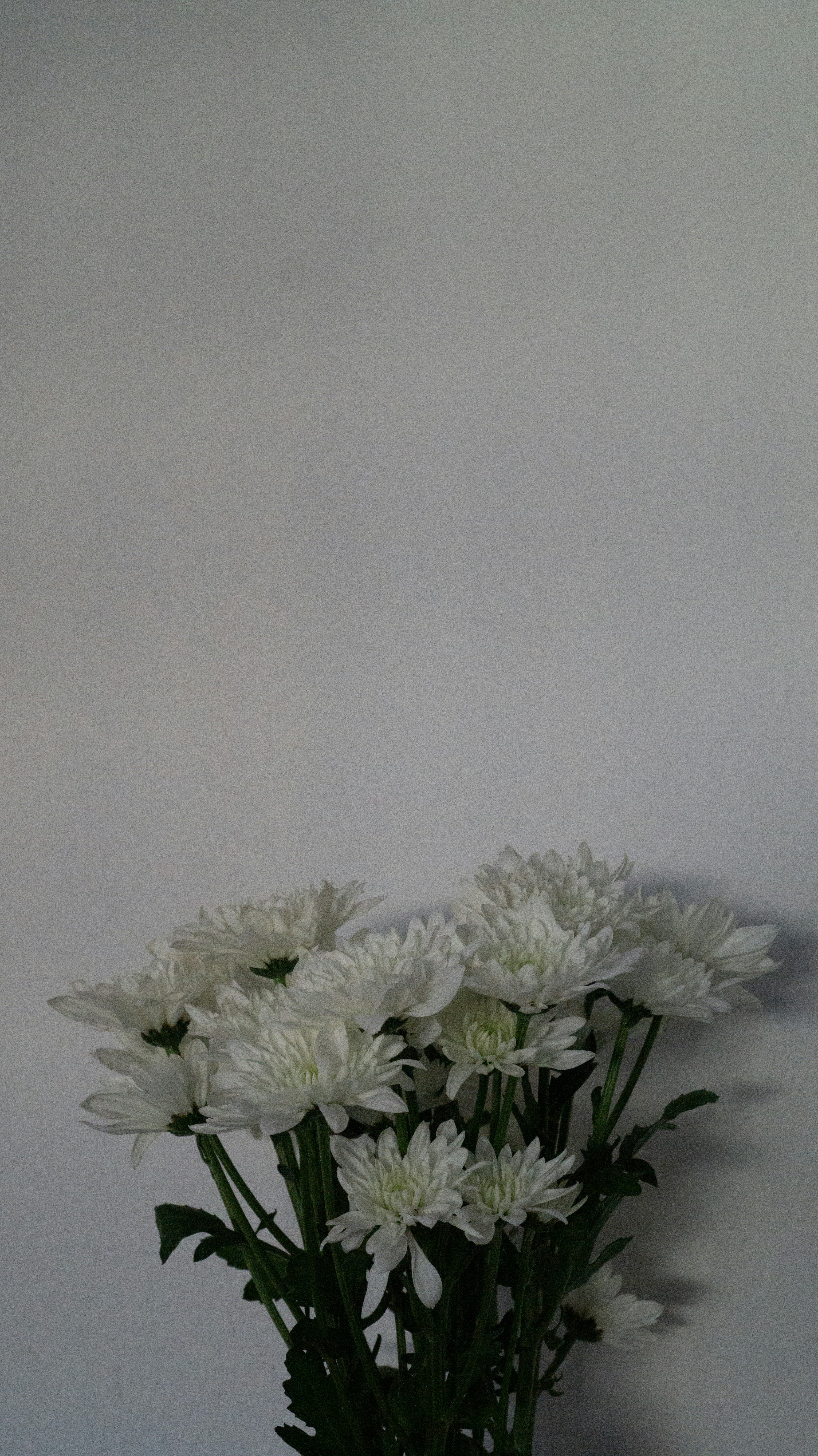 Quiet Bloom: White Chrysanthemums Against a Minimal Wall