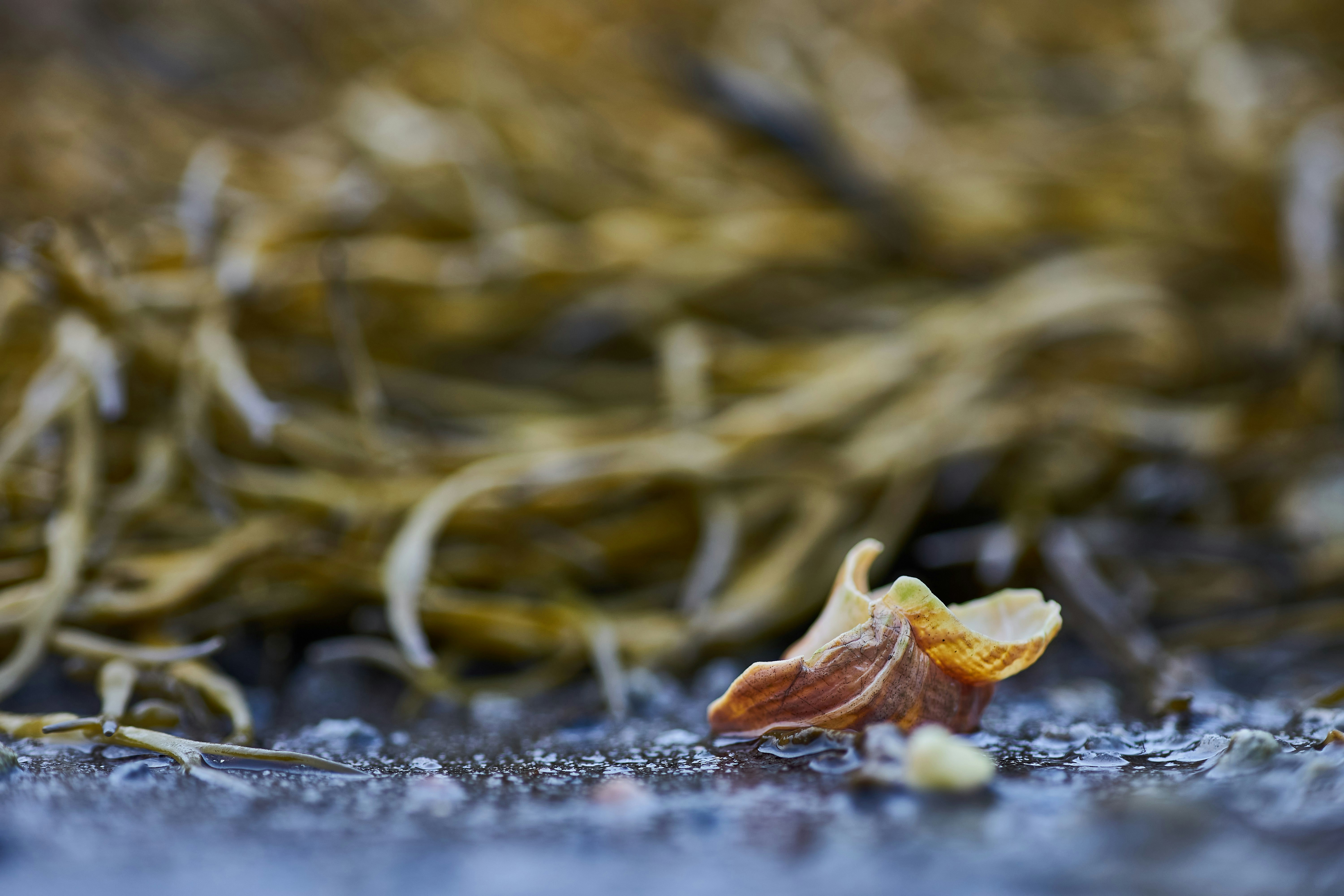 Amber Curl on Frost-Kissed Pavement: A Macro Moment