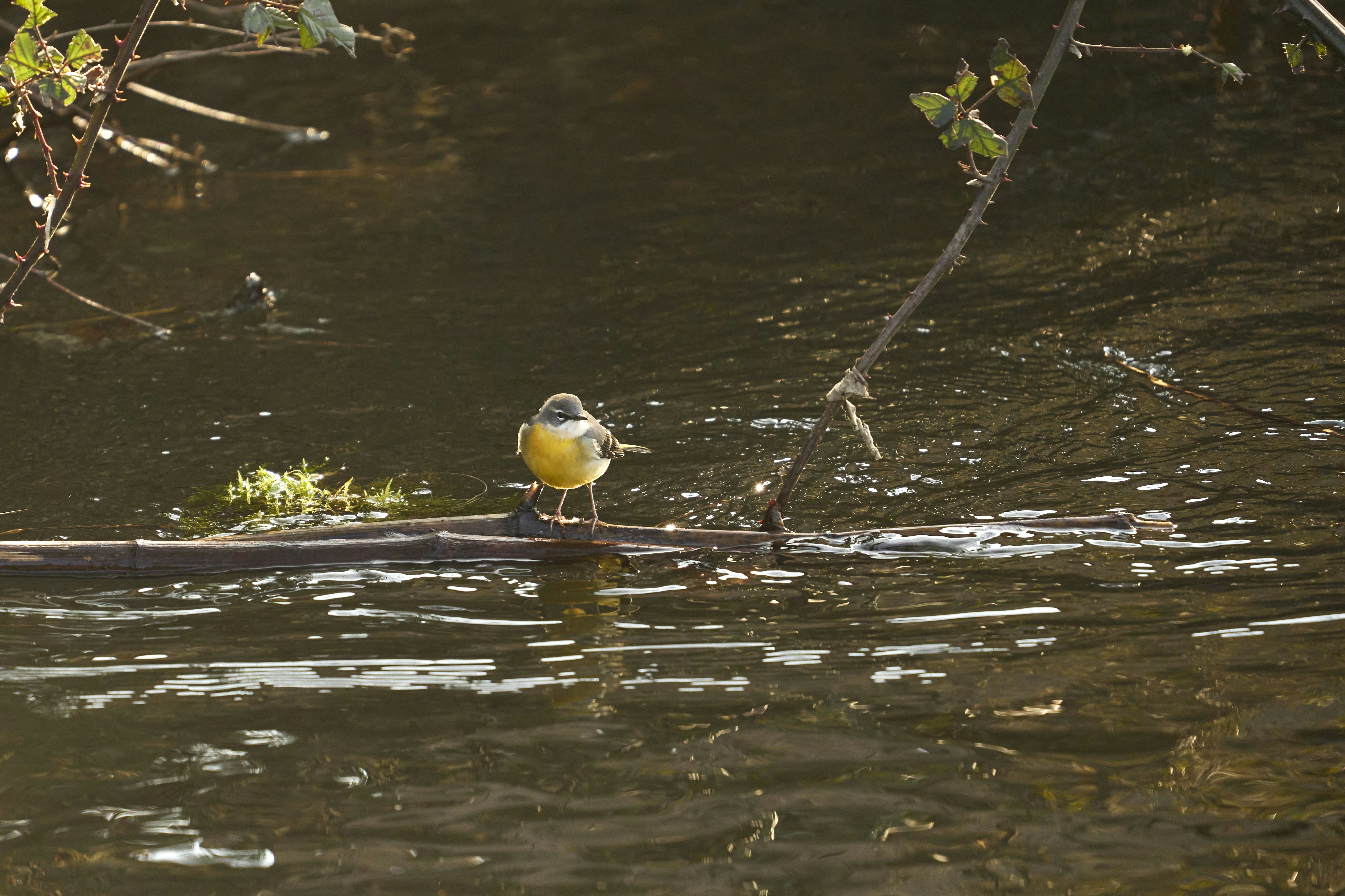 Yellow-bellied Perch on a Log Spanning a Quiet River