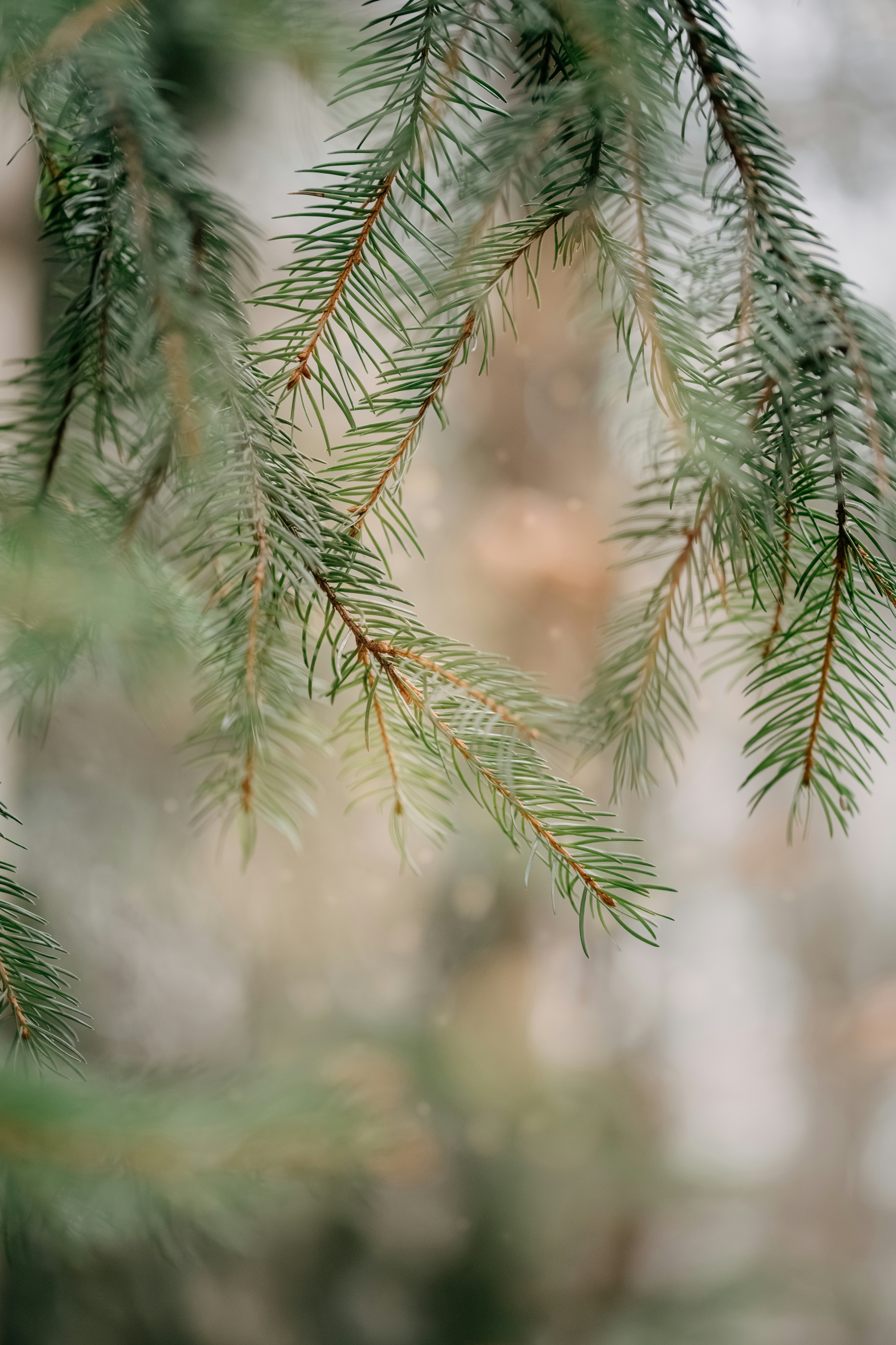 A close up of a pine tree branch photo – Free Nature Image on Unsplash