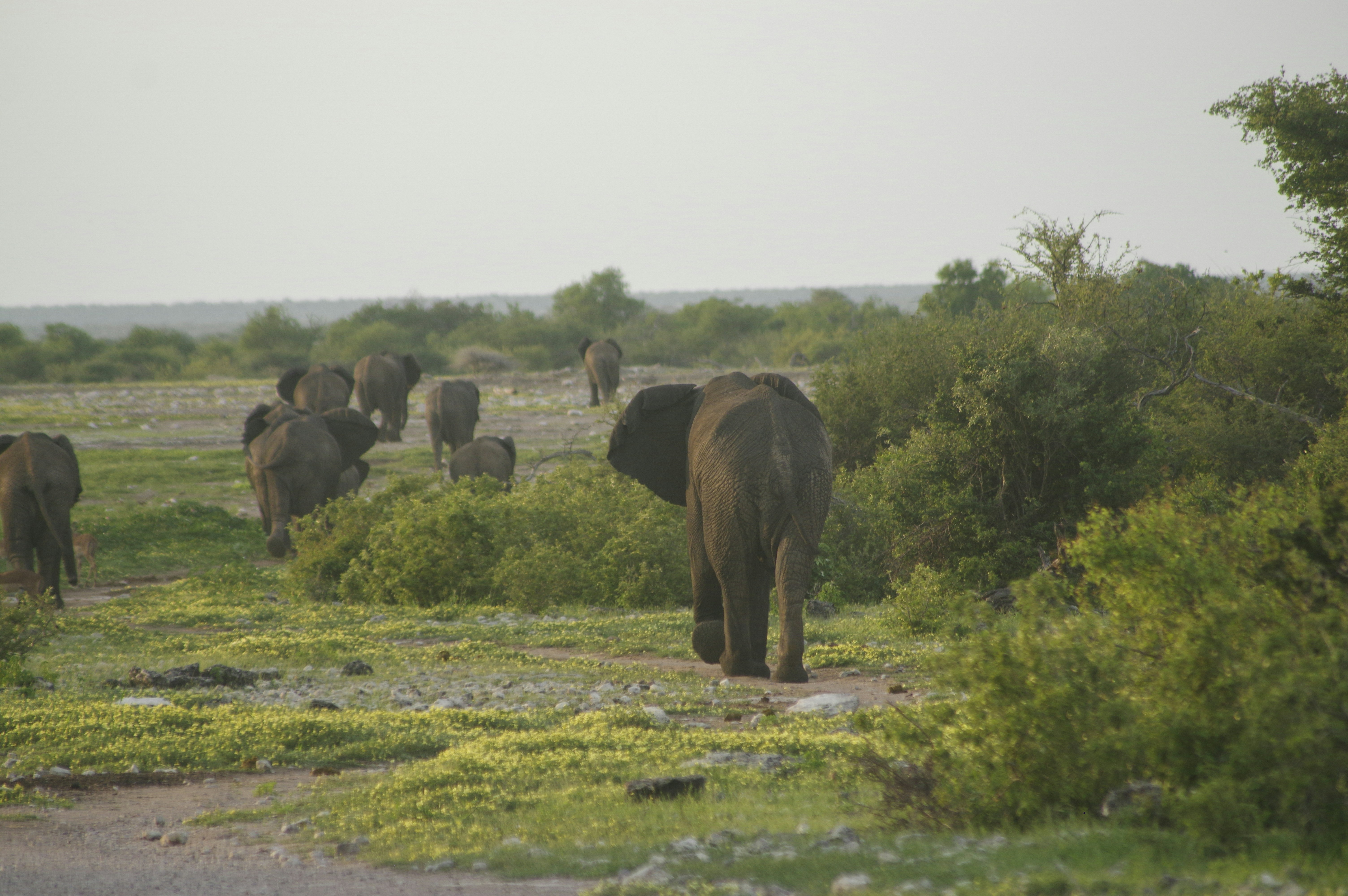 Herd of elephants wandering a sunlit savanna amid green scrub