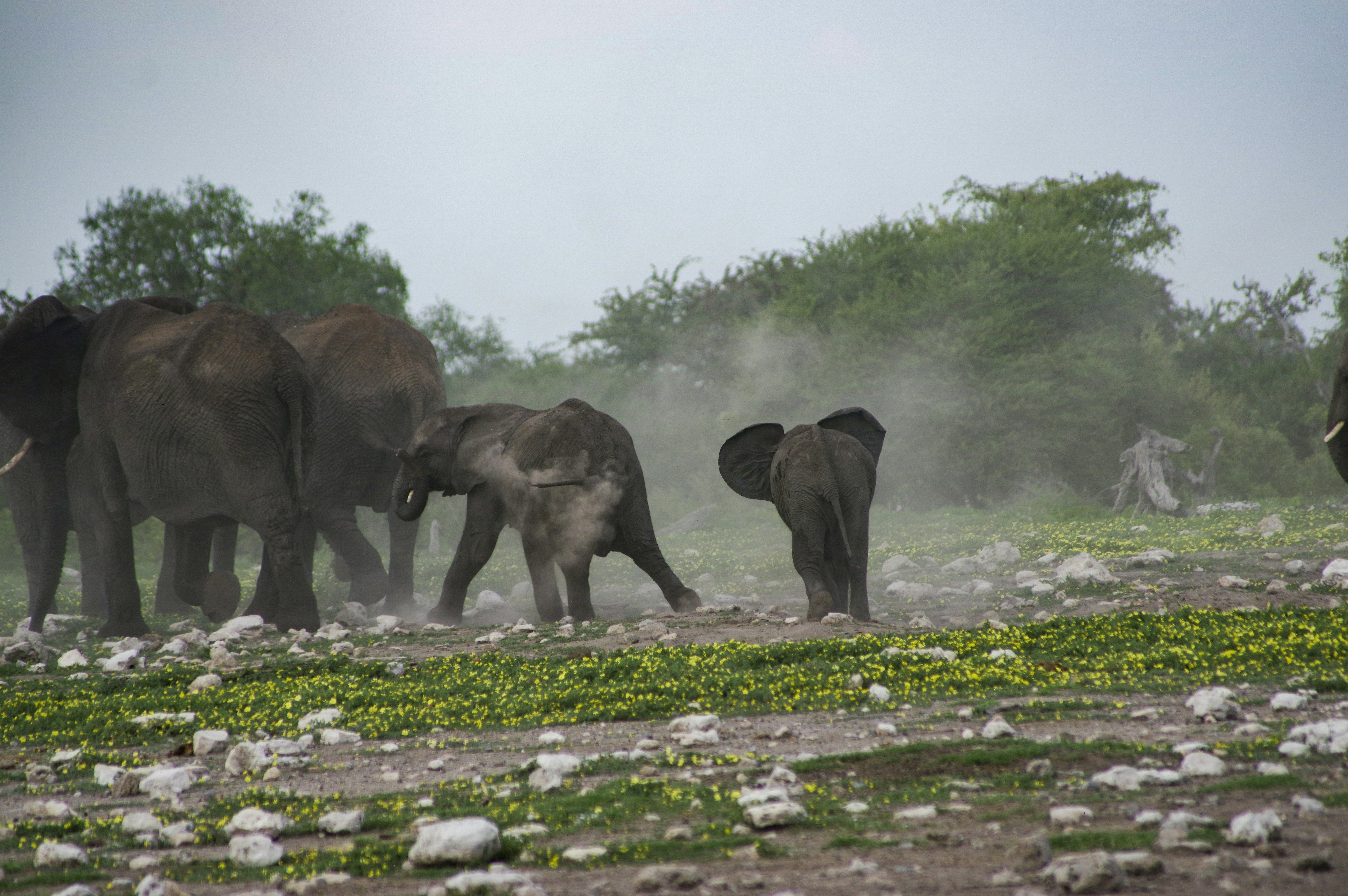 Dust Trails and Pebble Ground: Elephants at the Center of a Rocky Savanna