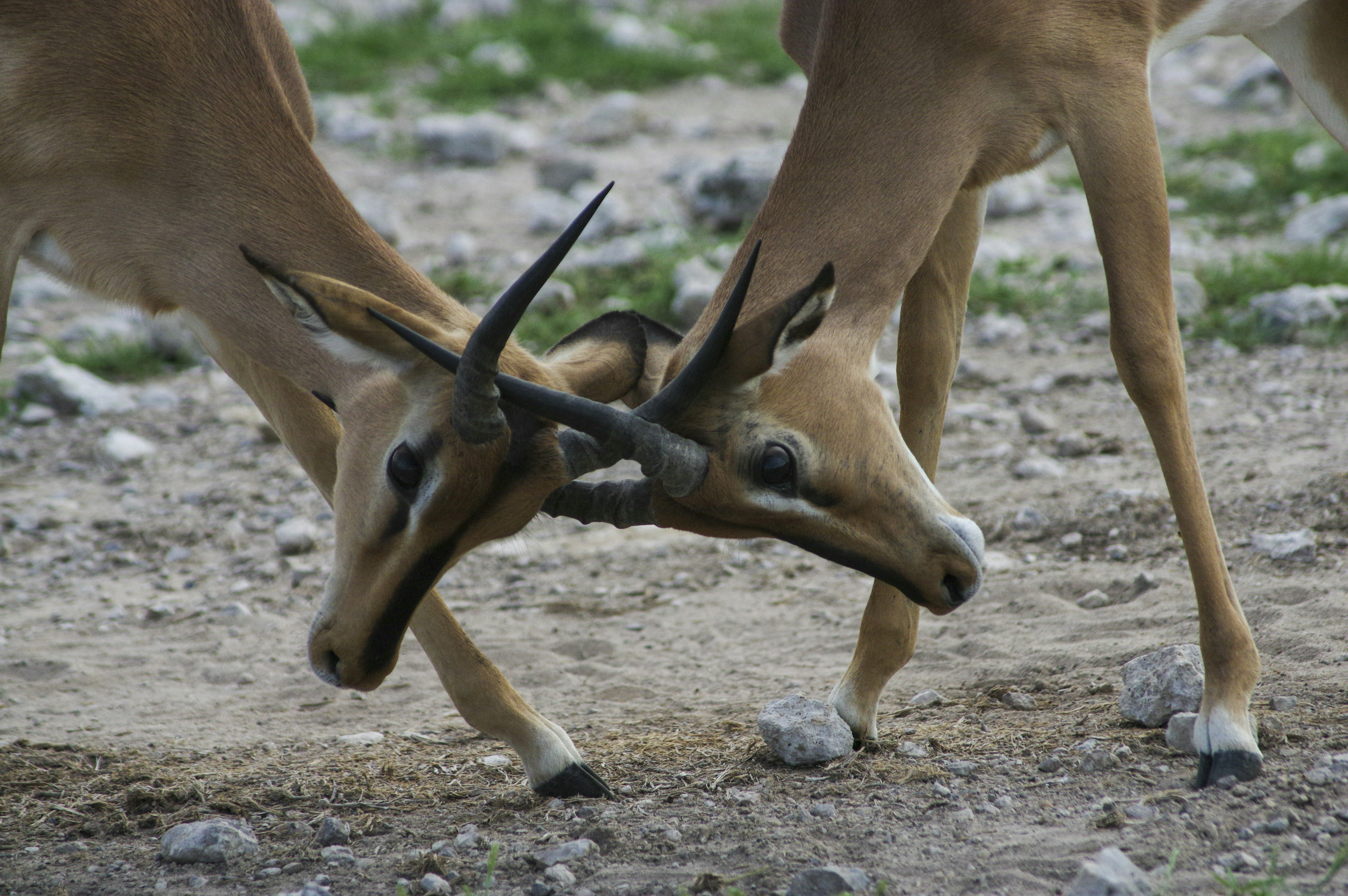 A couple of animals that are standing in the dirt photo – Free Animal ...