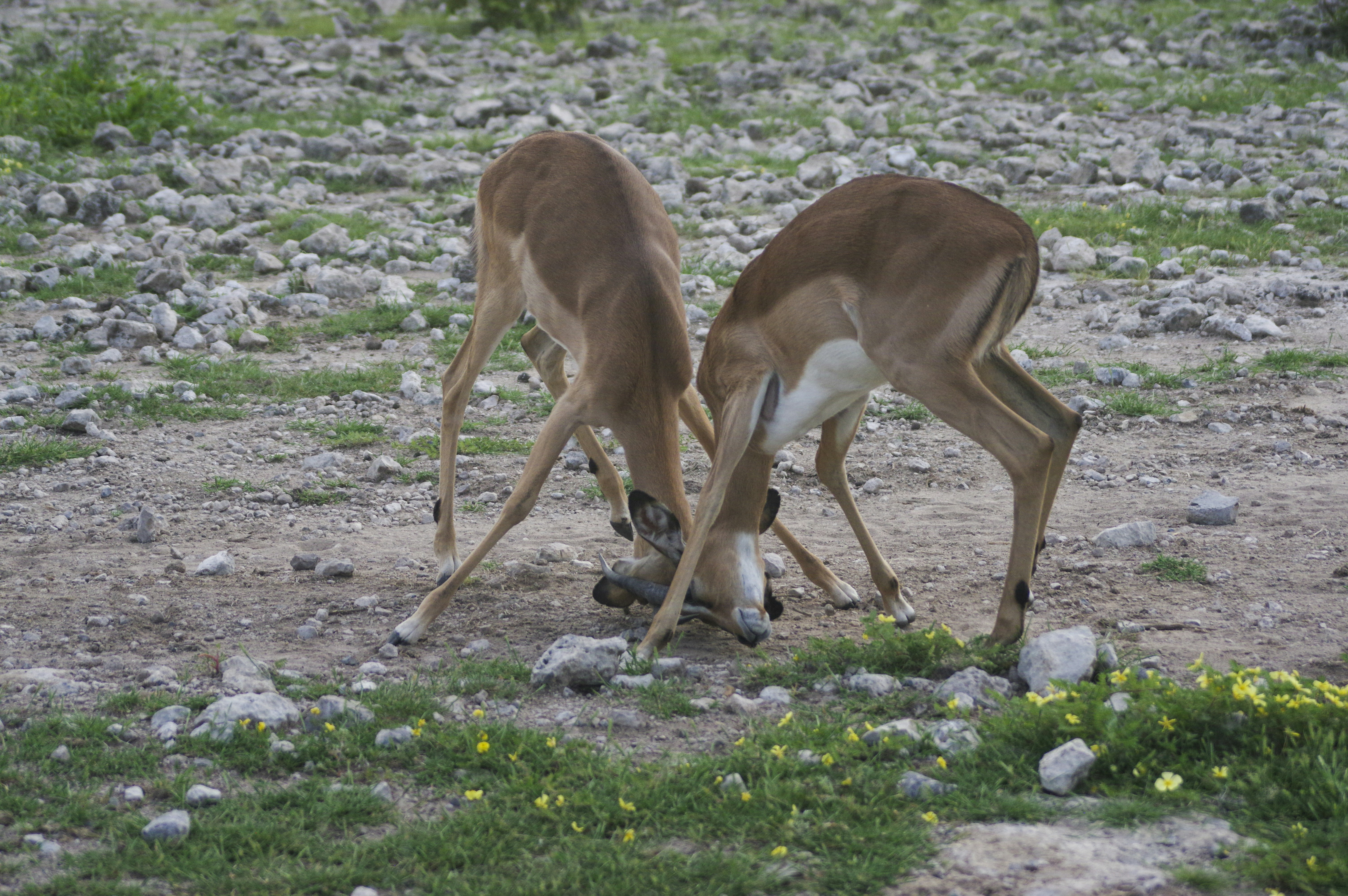 Dual Grazers: A Curious Moment of Deer Nuzzling the Ground
