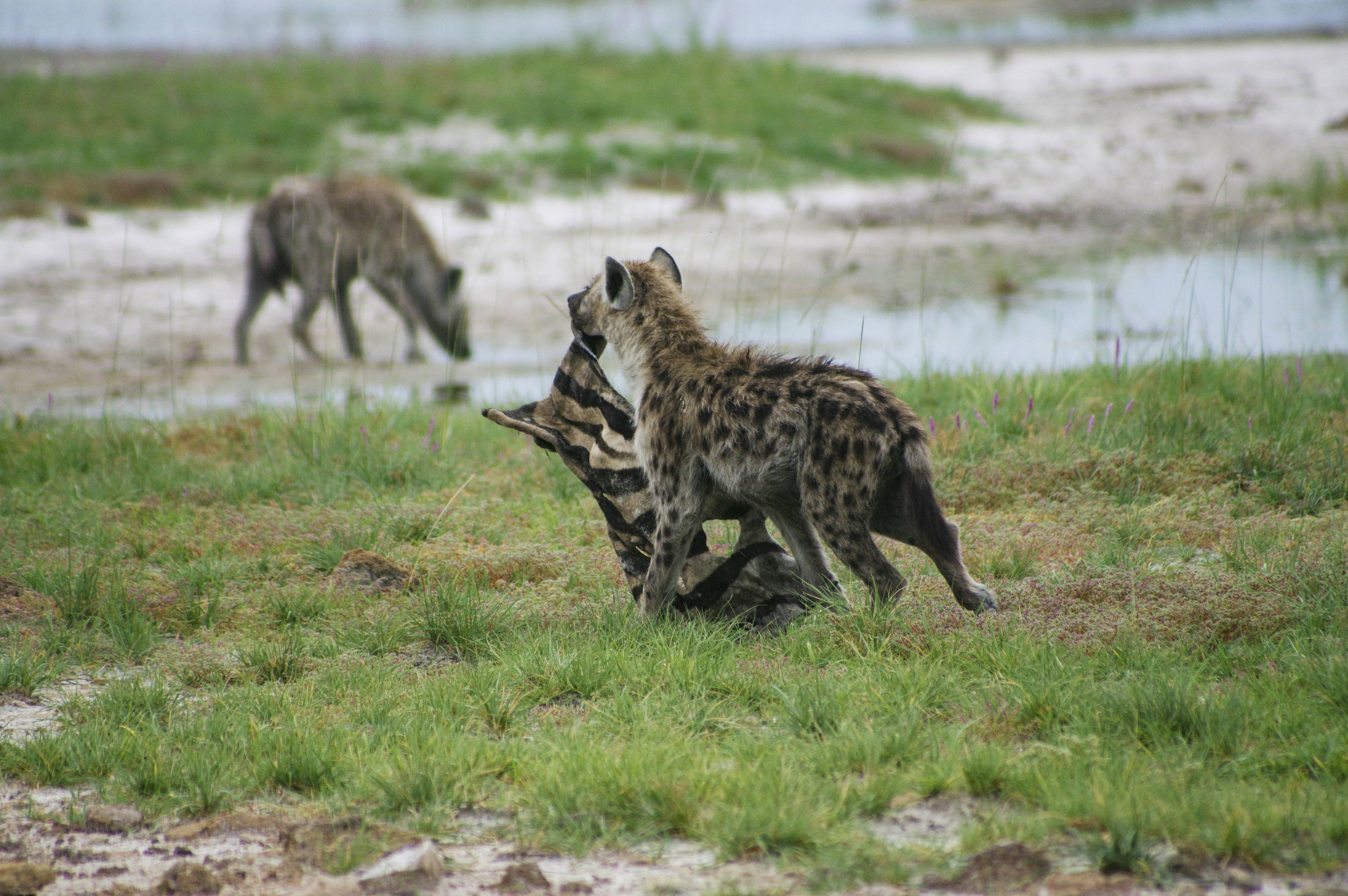 Two hyenas interact at the edge of a shallow pool in a grassy plain, with one appearing to nudge or guard the other; distant figures and a soggy, muddy landscape frame the scene.