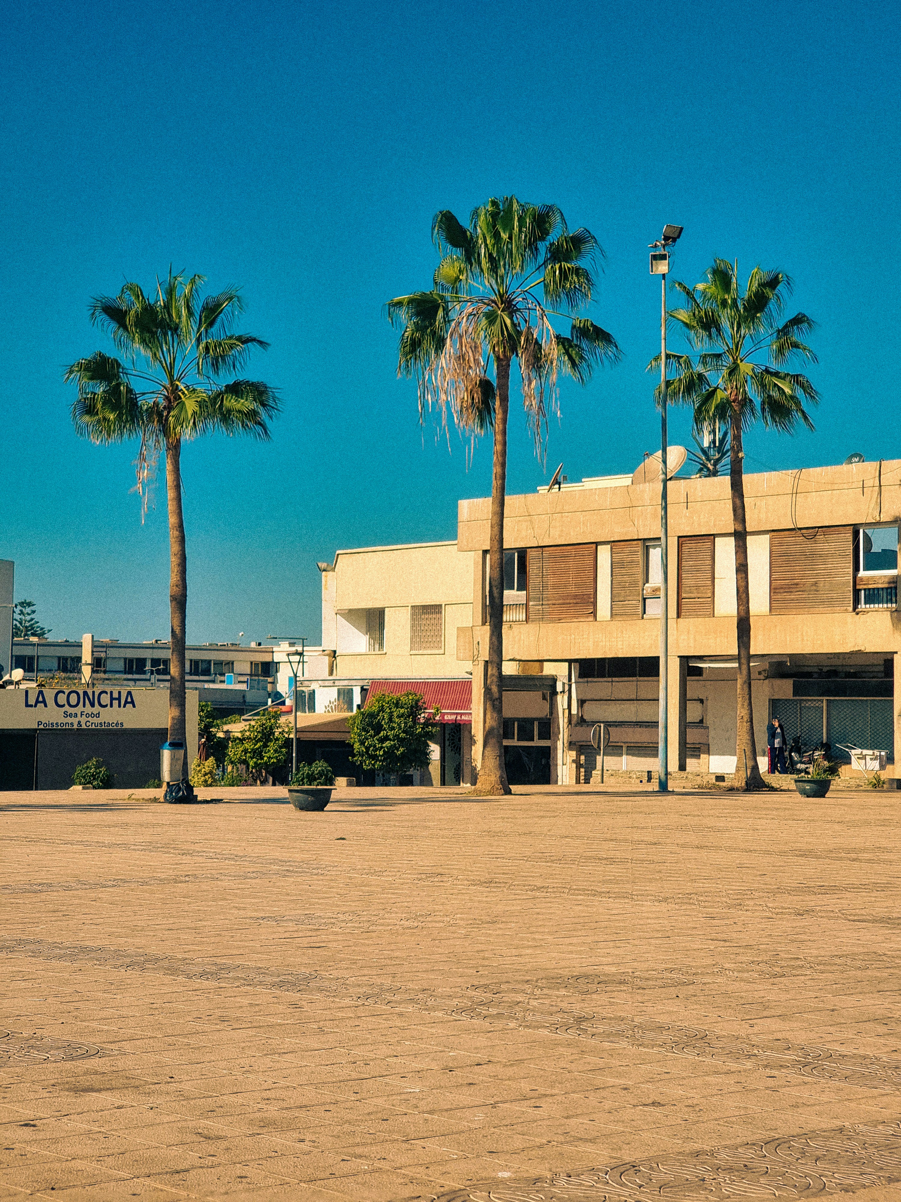 Palm-Lined Plaza Under a Clear Coastal Sky