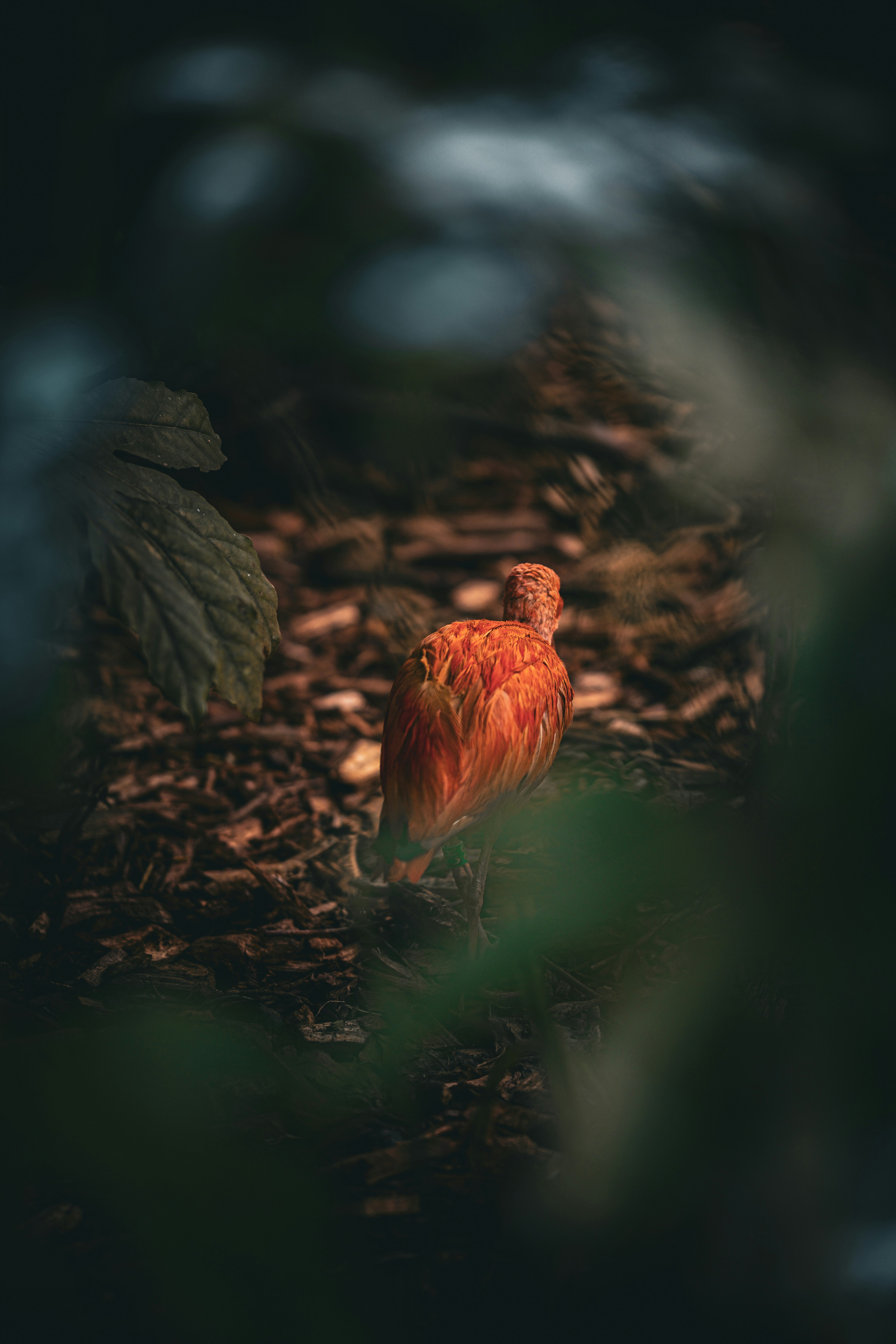 Crimson Wanderer Crossing a Shadowed Forest Floor