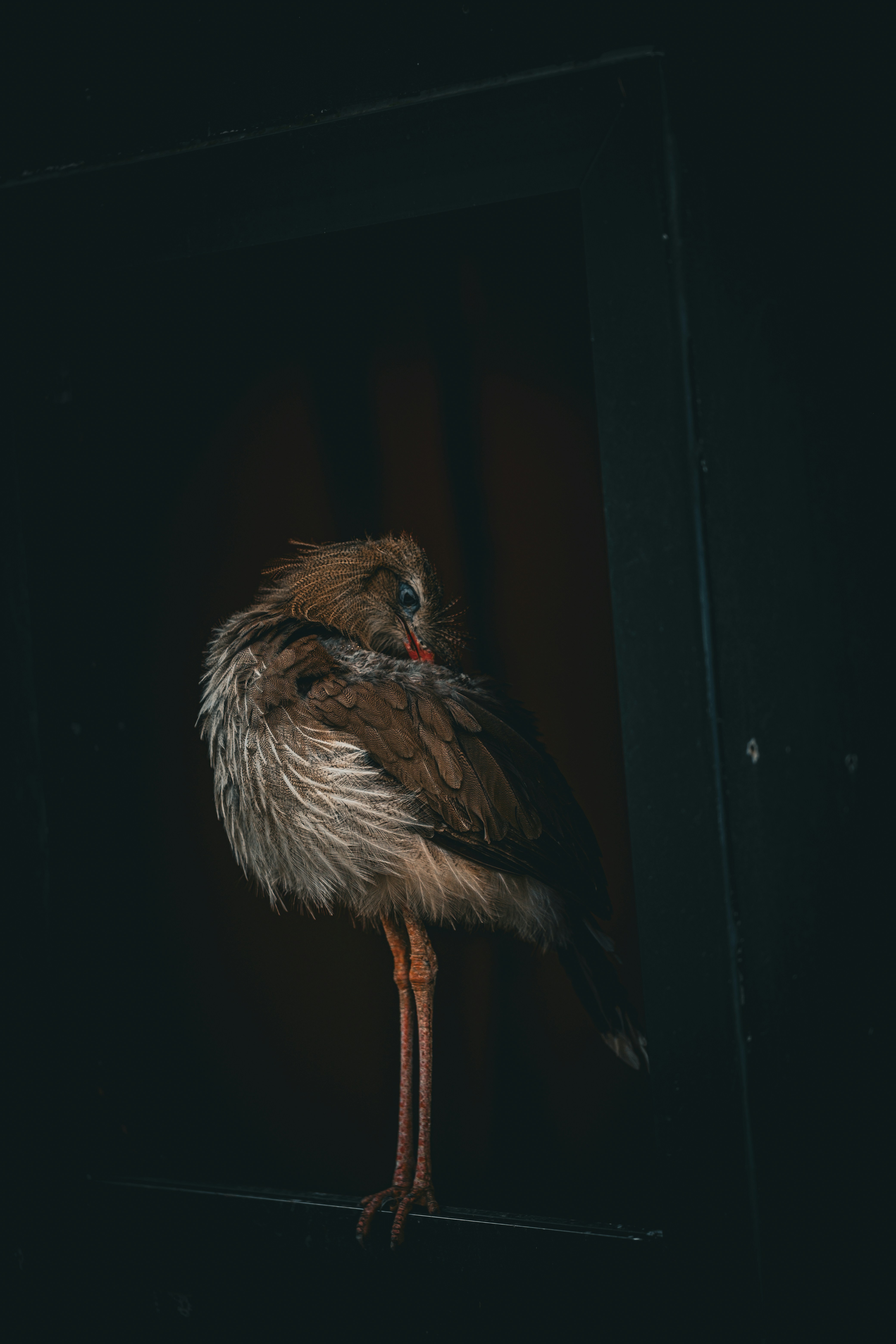 A bird standing on a ledge in the dark photo – Free Animal Image on ...