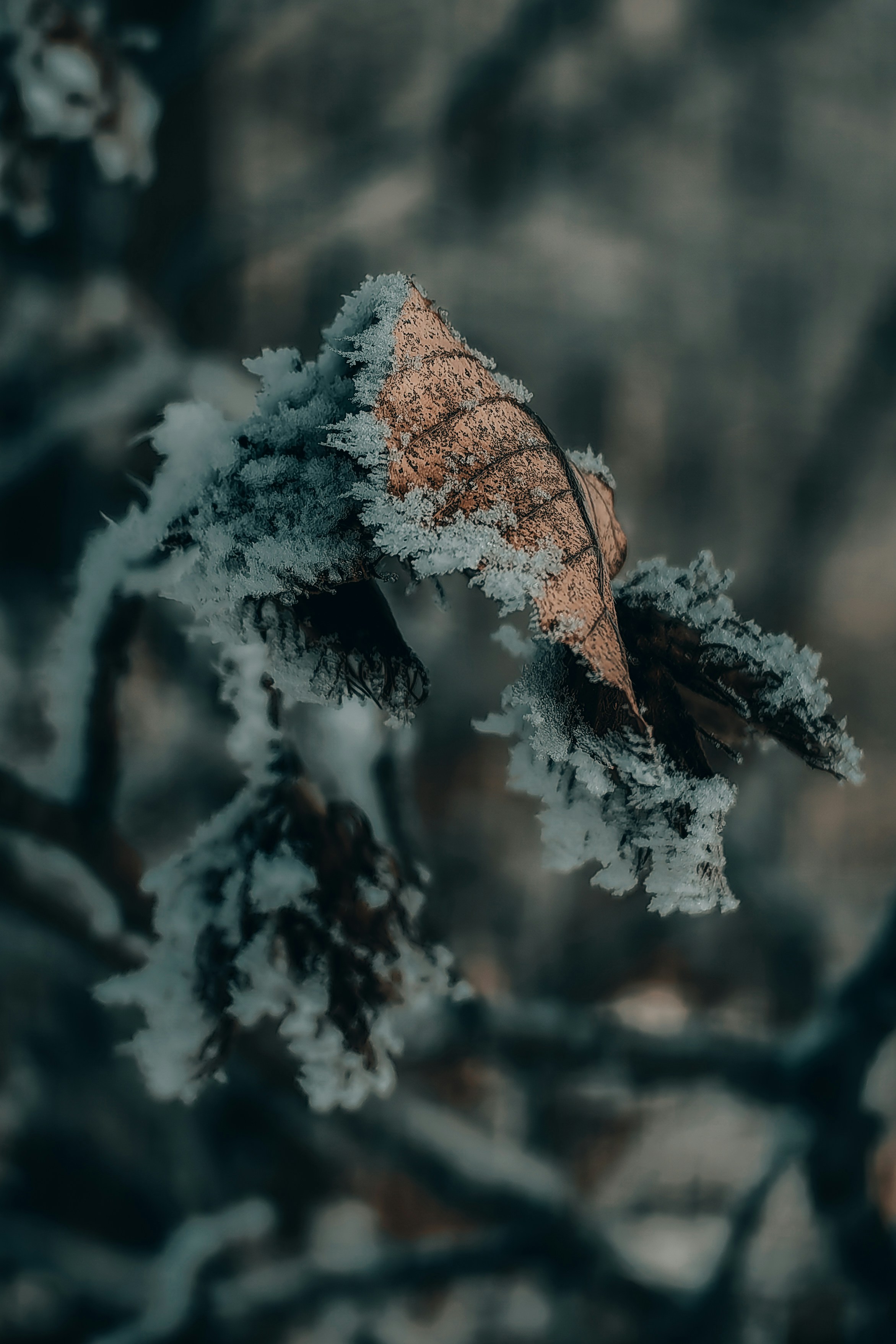 Frost-coated leaf rests against a soft, blurred backdrop, highlighting delicate ice crystals along its edge. This close-up photograph isolates the frozen leaf to convey a quiet wintry mood.