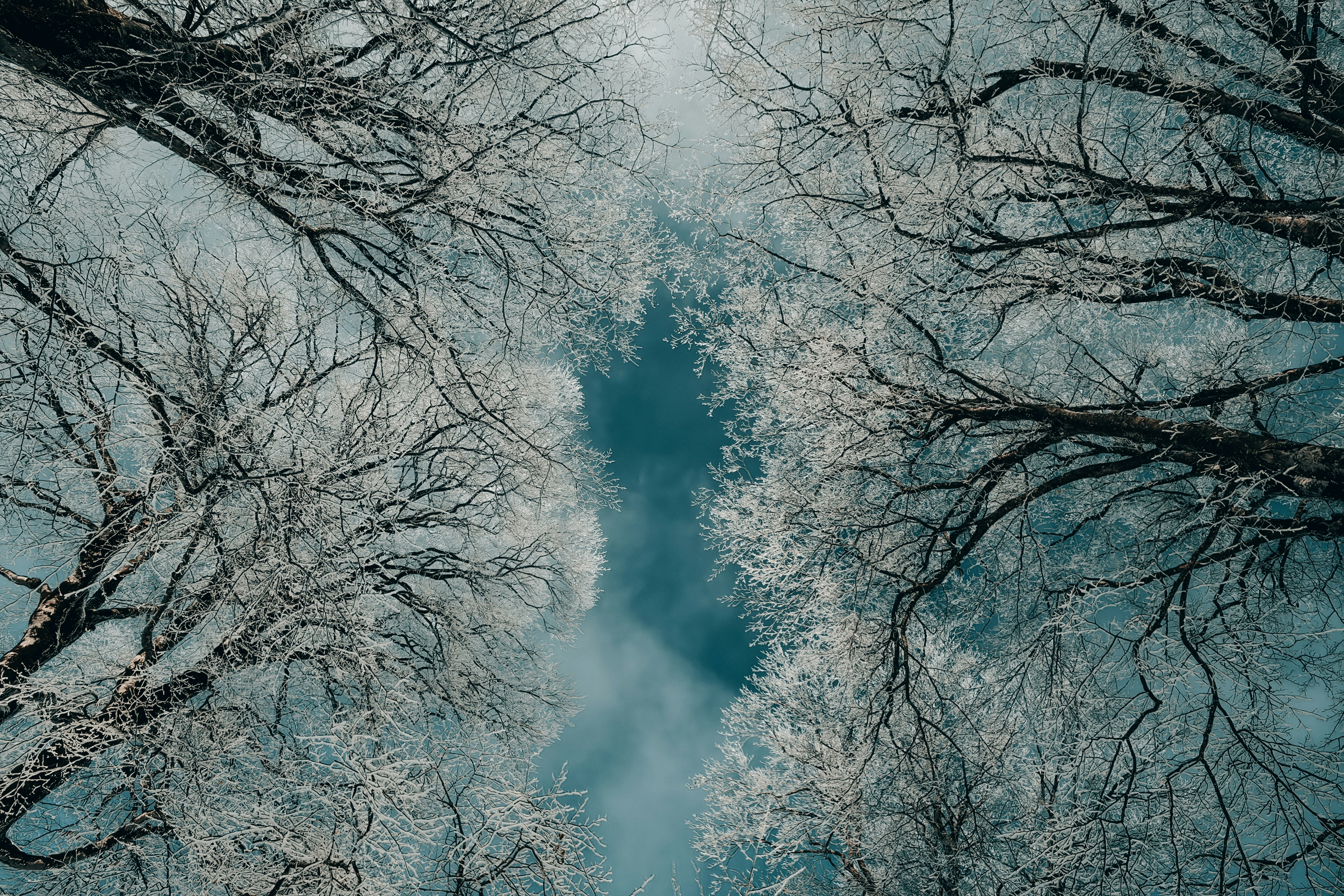 Frost-covered trees encircle a patch of clear blue sky.