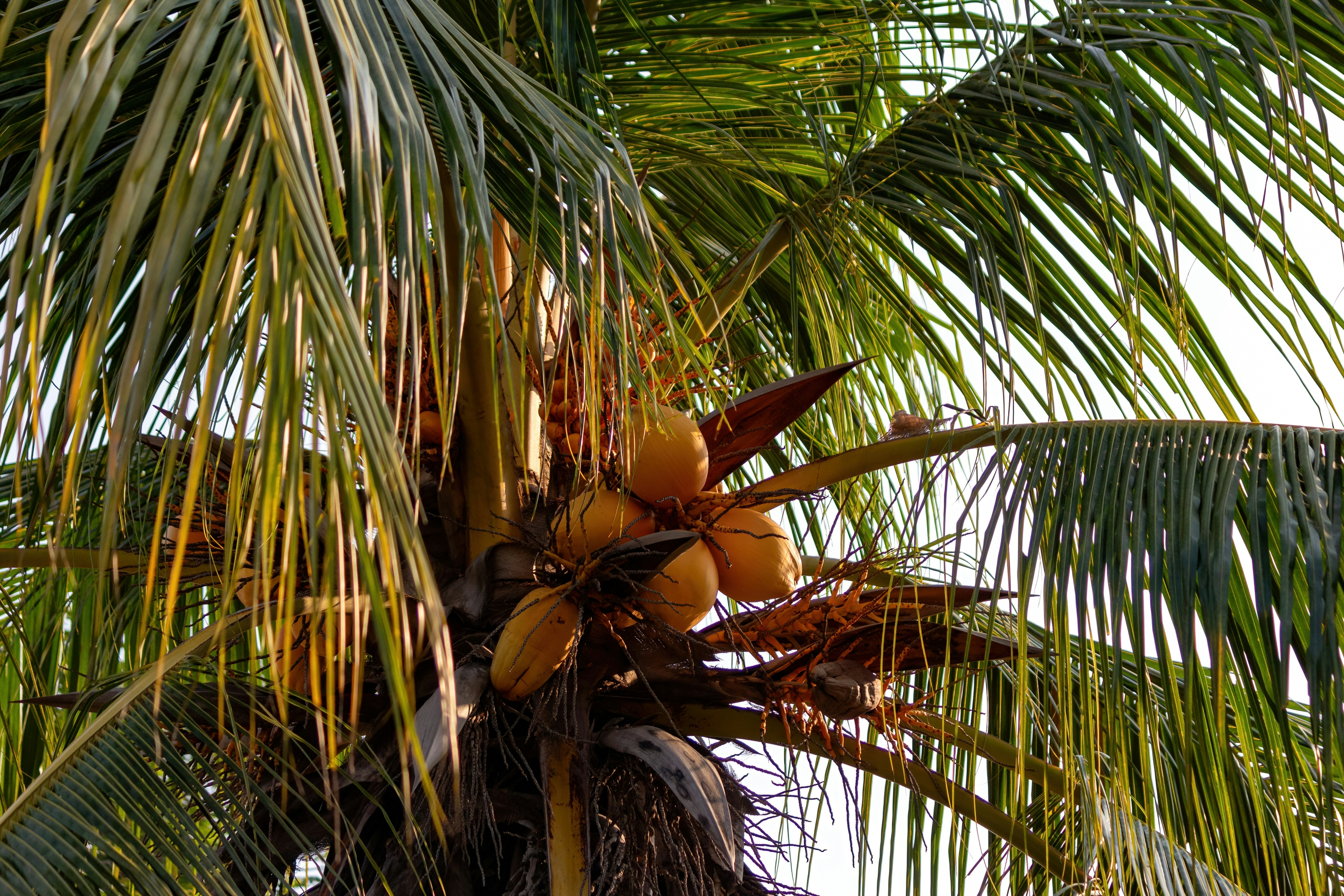 A palm tree with a bunch of fruit on it photo – Free Palm tree Image on ...