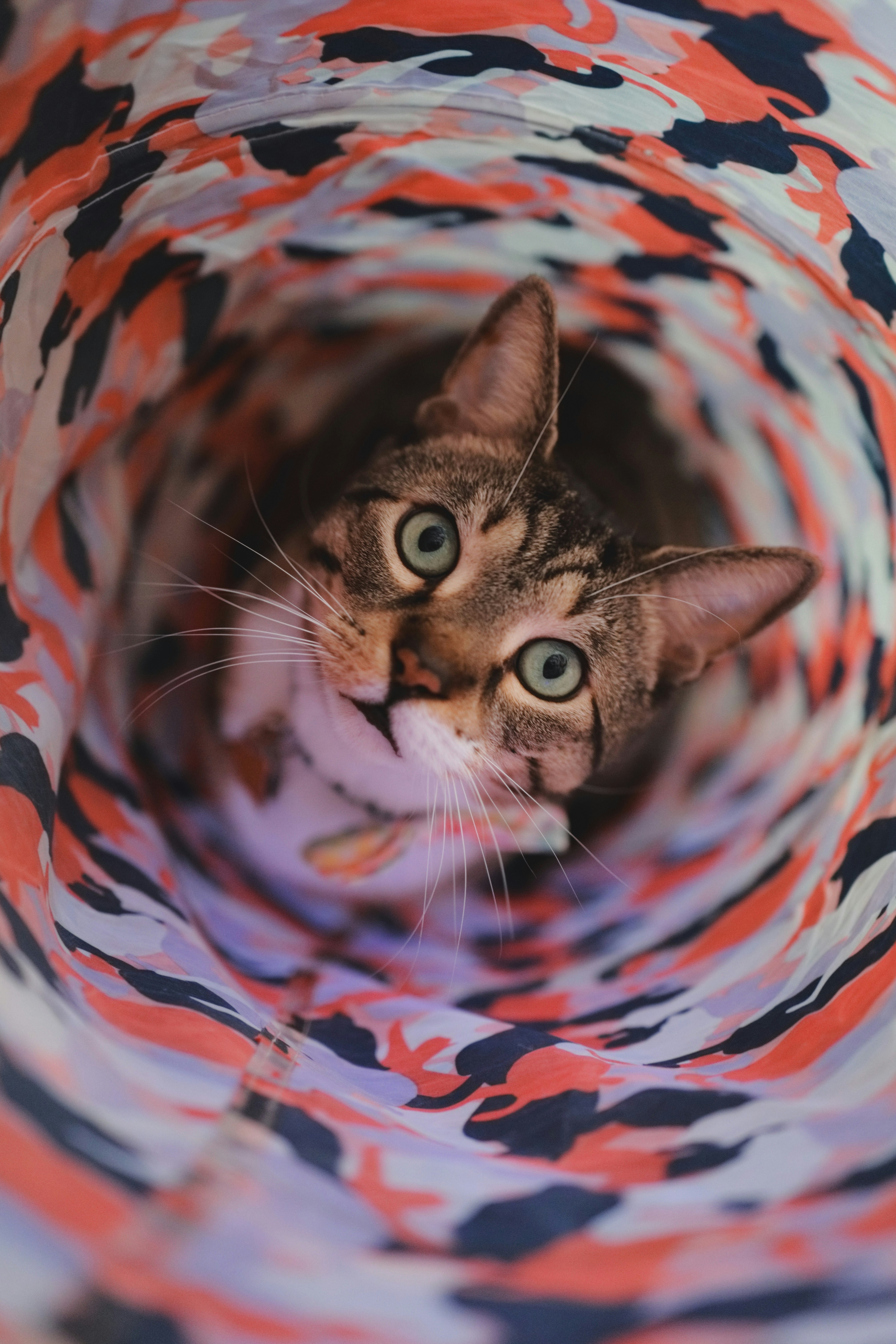 Peek Through the Camouflage Tube: A Curious Cat Stares Up