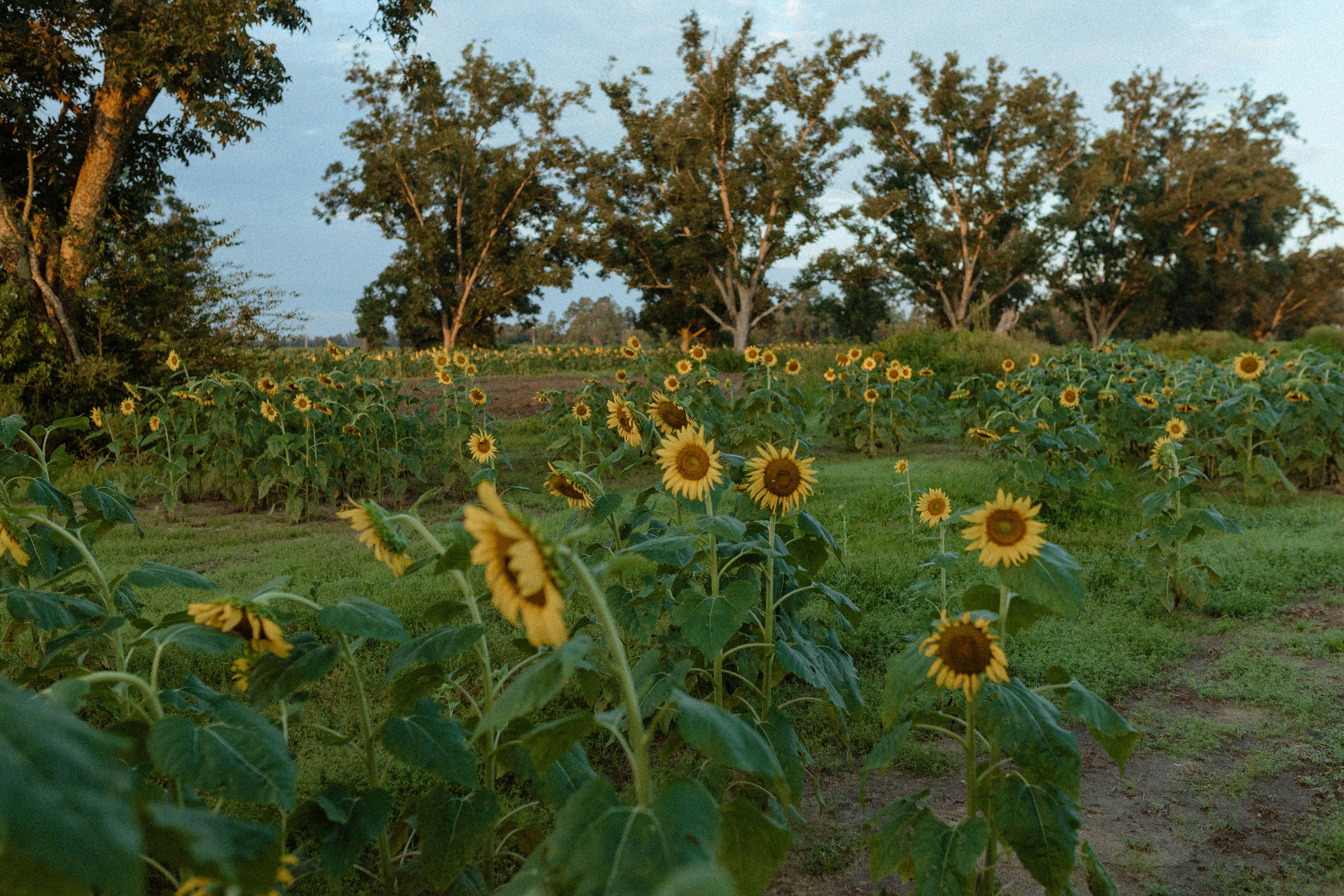 A field of sunflowers with trees in the background photo – Free Yellow ...