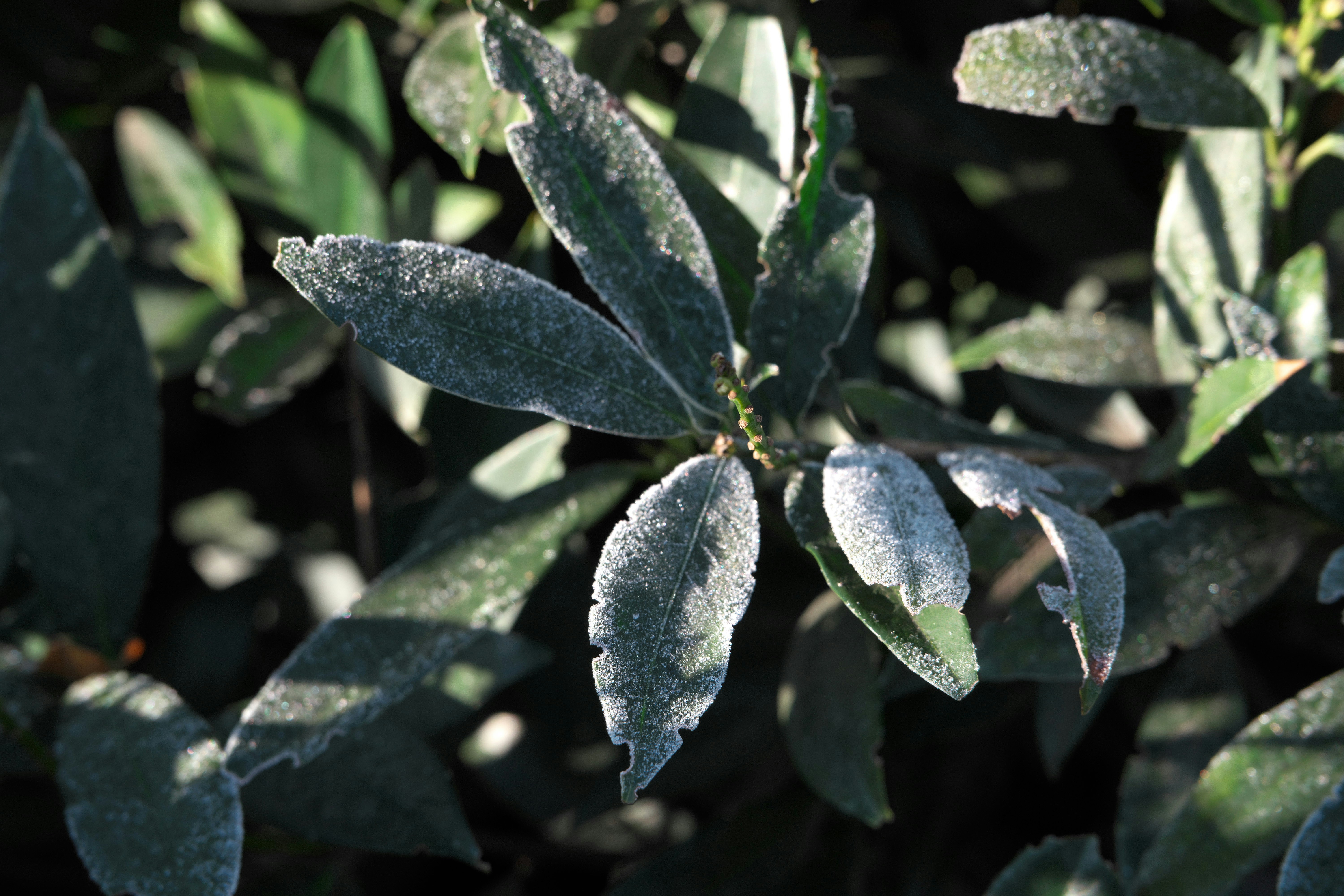 Crystal Edges on Frosted Foliage in Quiet Morning Light