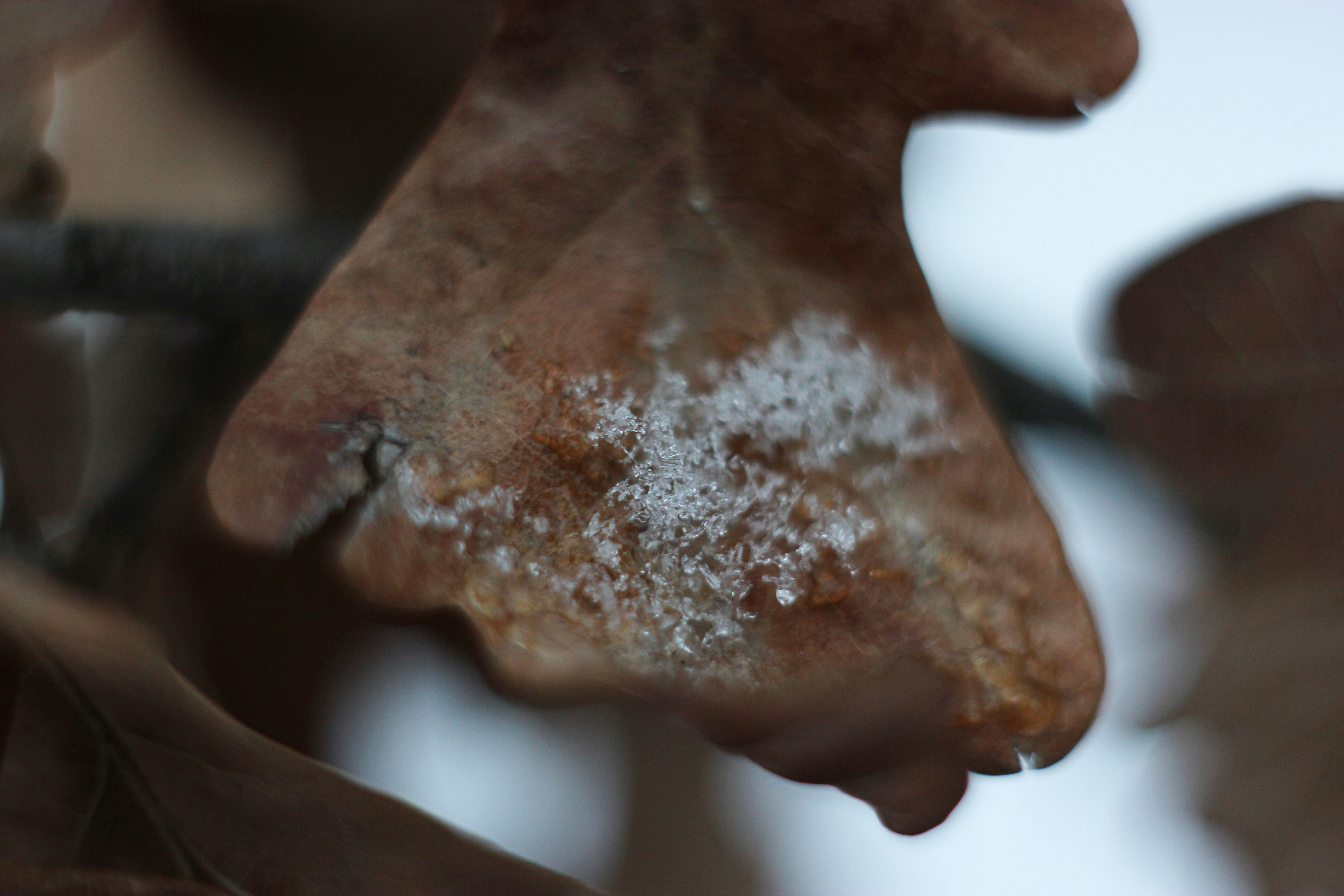 Frost Lace on a Weathered Oak Leaf in Winter Light