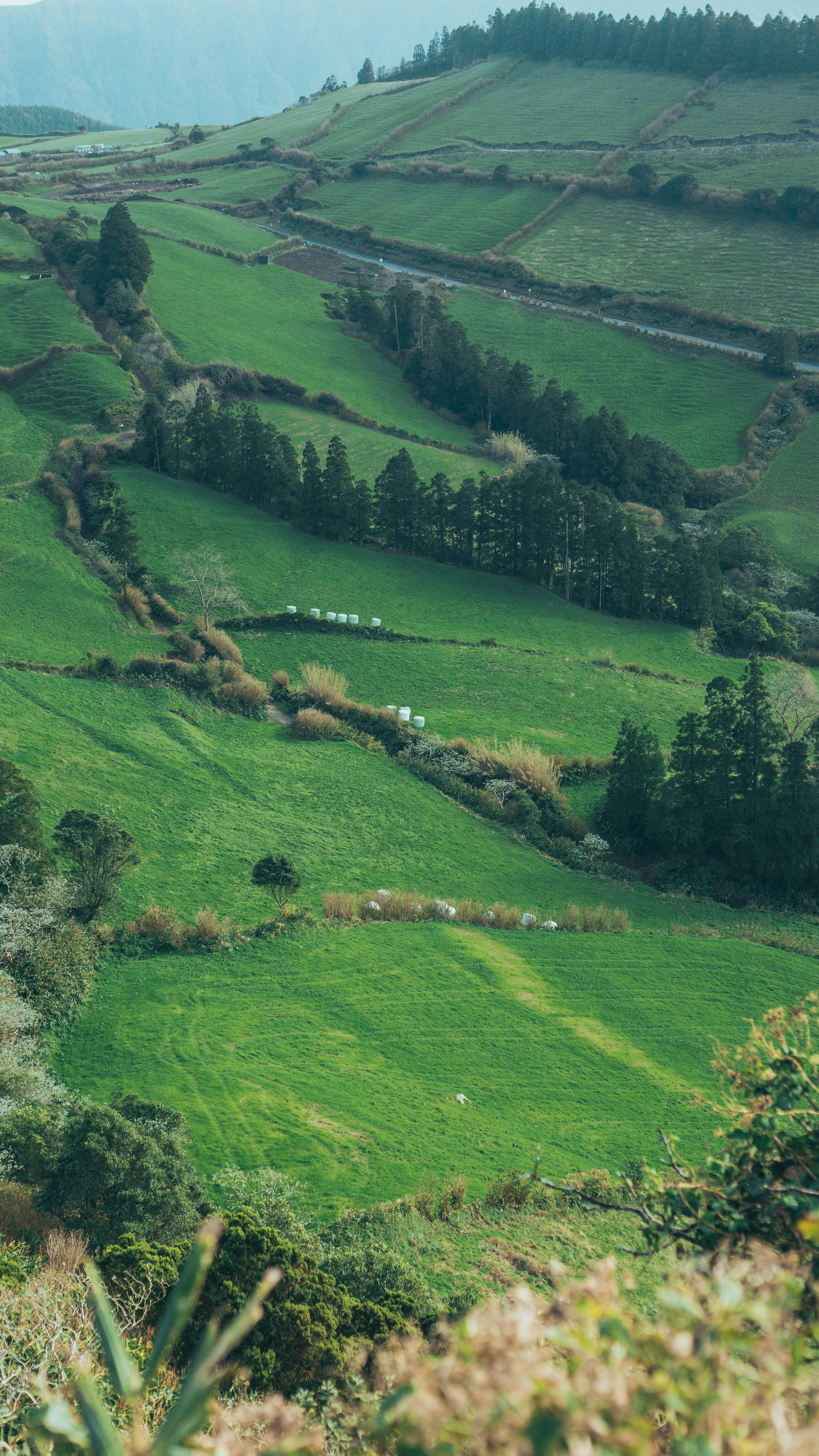 A lush green hillside covered in lots of trees photo – Free Forest ...