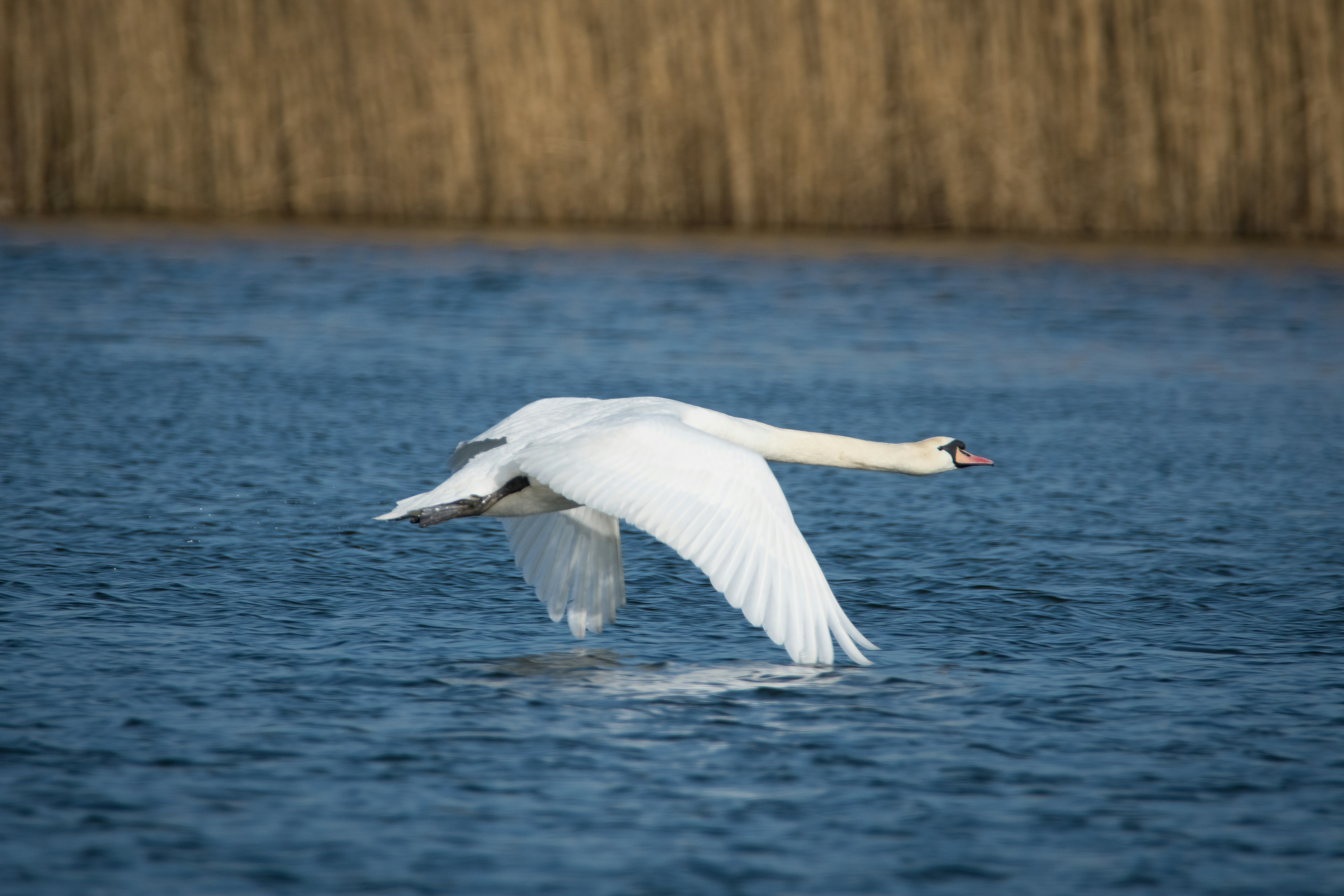 Swan flying low over a blue lake with tall reeds in the background.