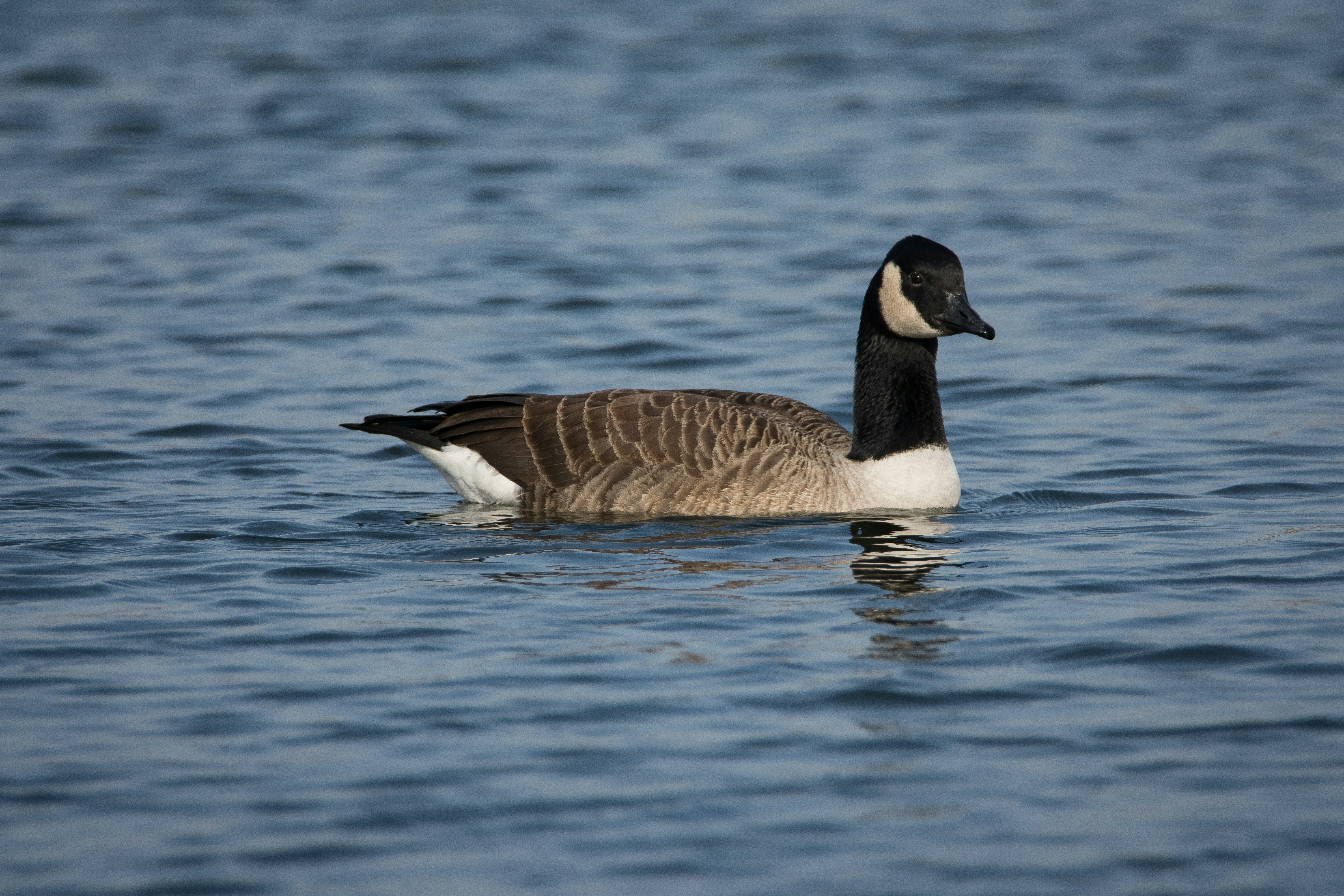 Goose gliding smoothly across rippling blue water under clear skies.