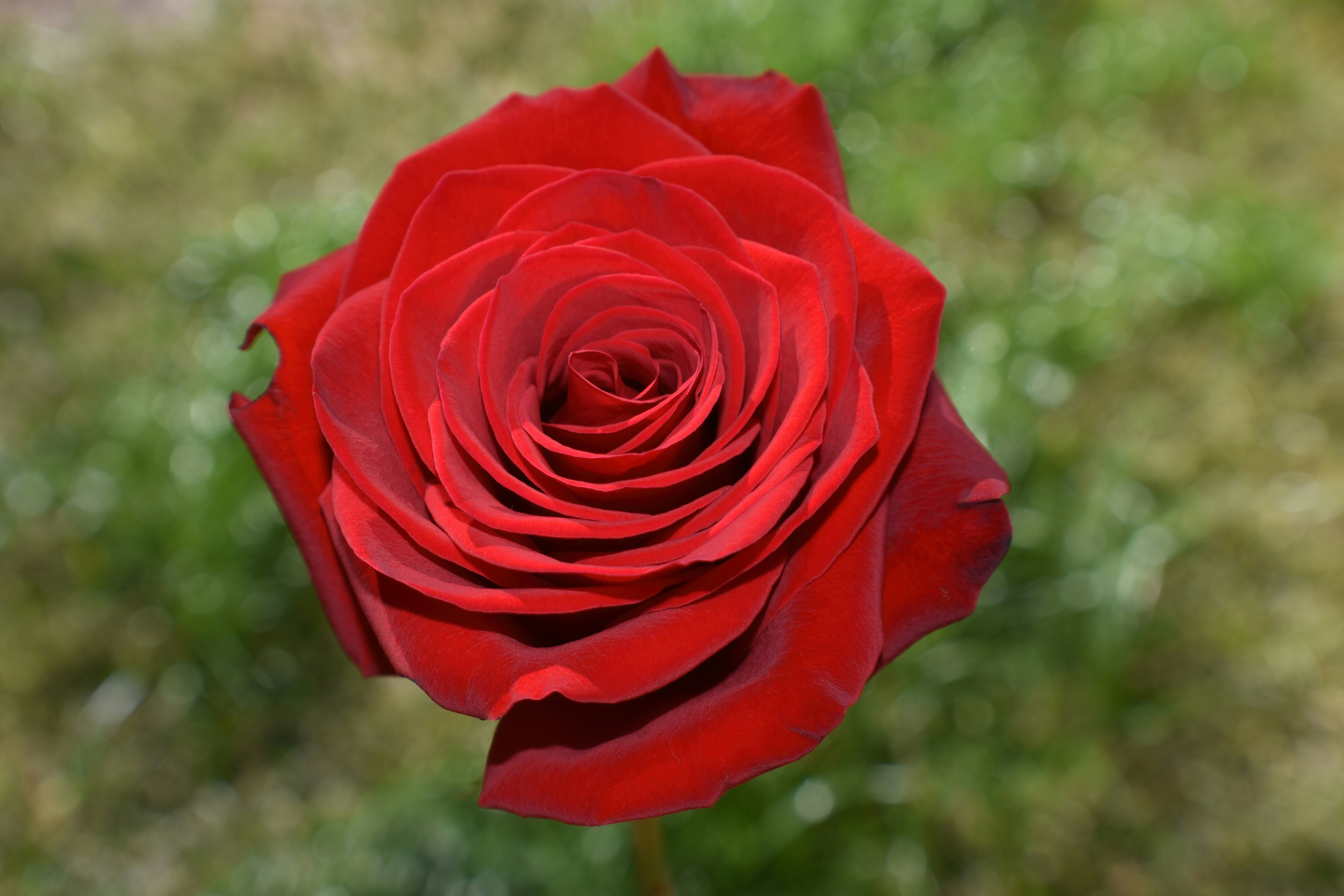 Vibrant red rose with intricate petal layers against a soft-focus green background.