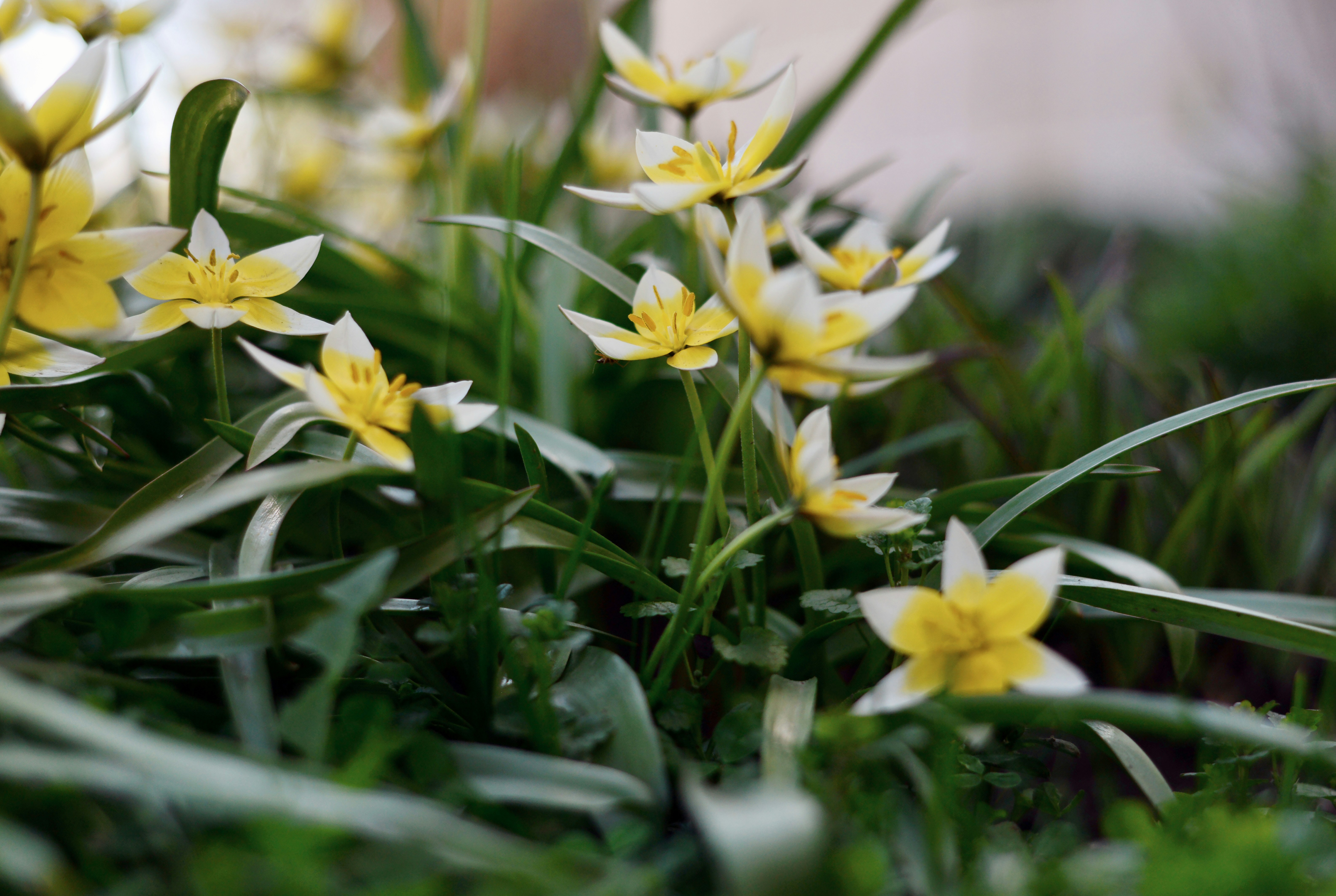 Whisper of Spring Blooms