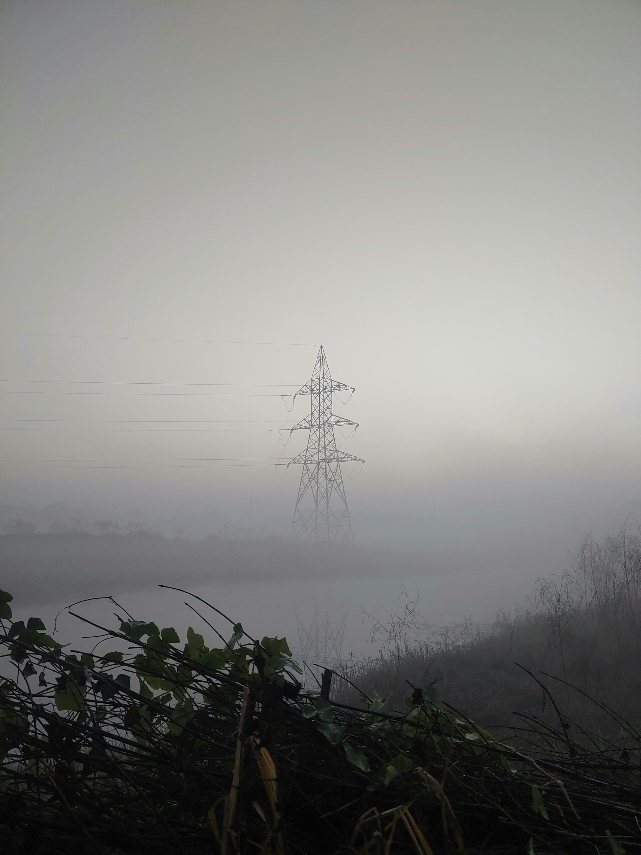 A foggy forest with a telephone pole in the distance photo – Free ...