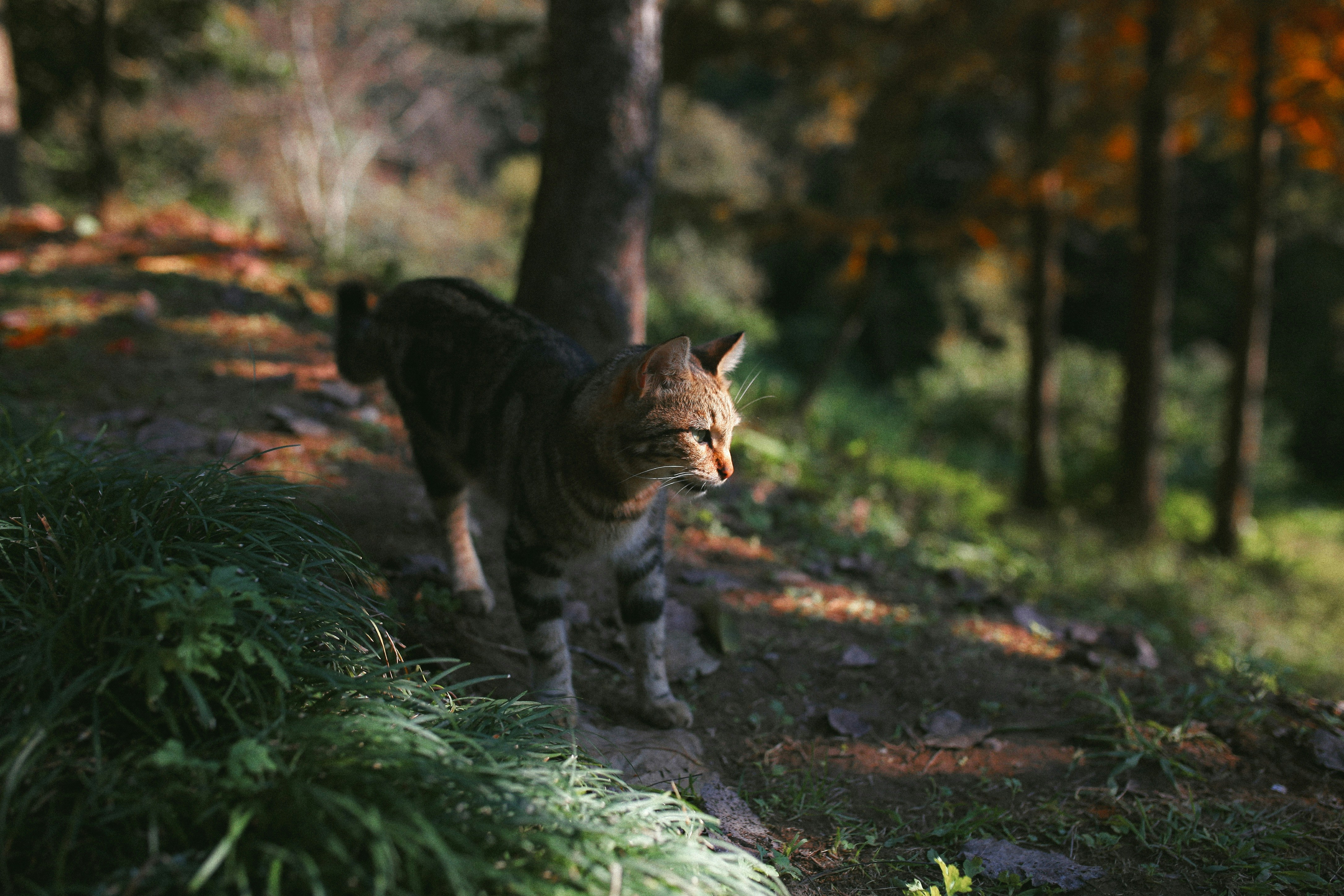 Sun-Dappled Stalker: A Tabby on a Forest Path