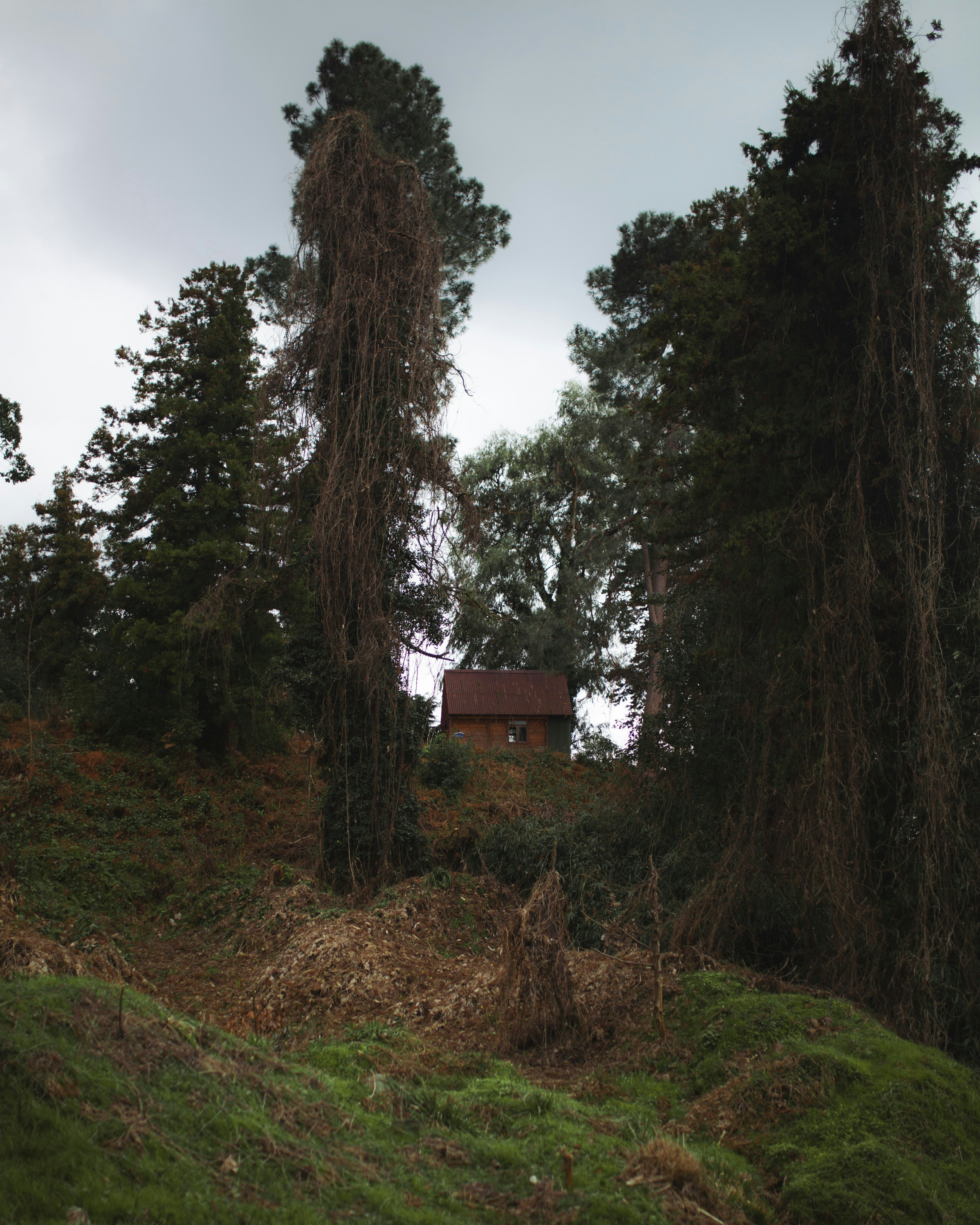 Cottage on a Ridge: A Red Roof Amid Tall Pines under an Overcast Sky