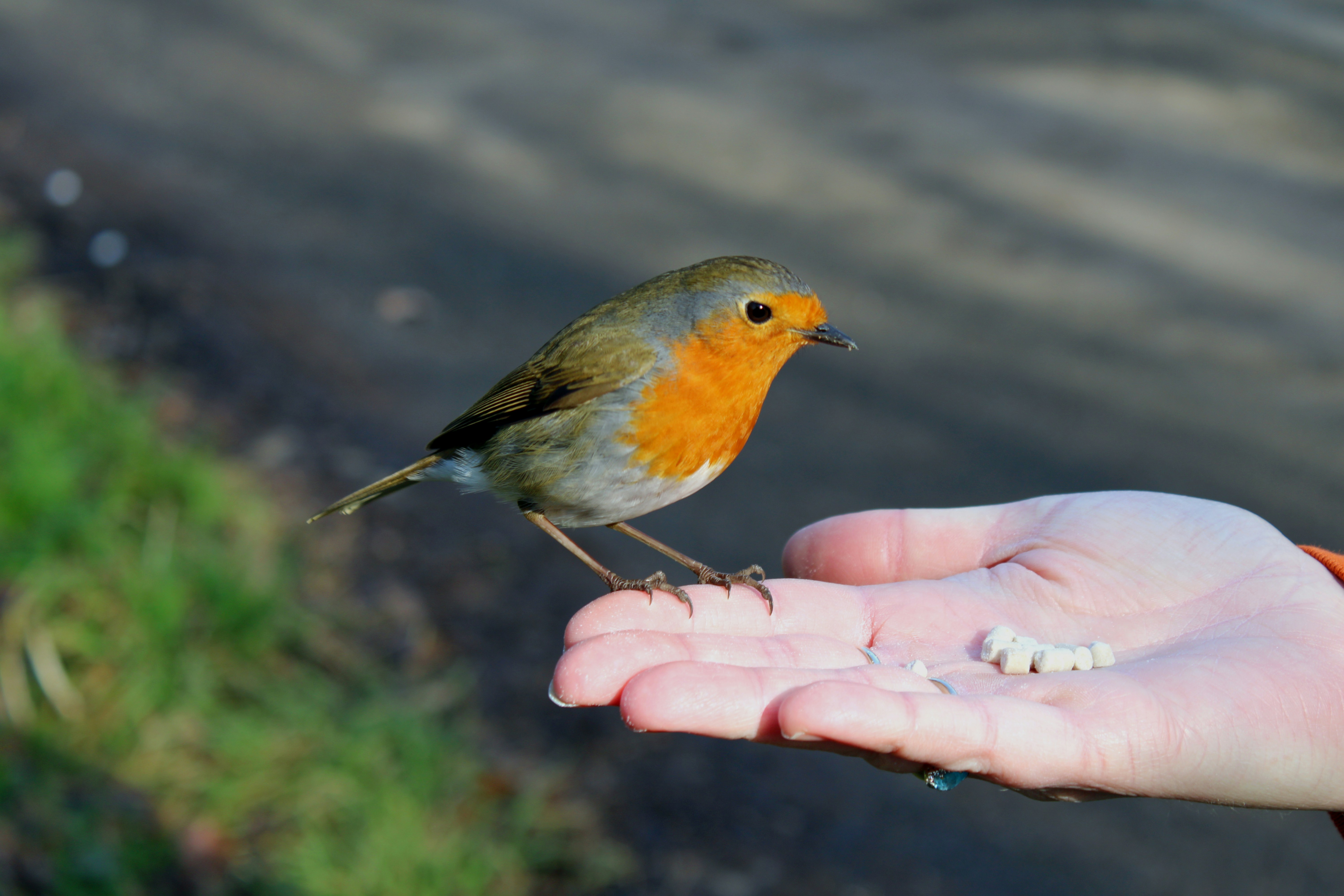 A person holding a small bird in their hand photo – Free Rspb sandwell ...
