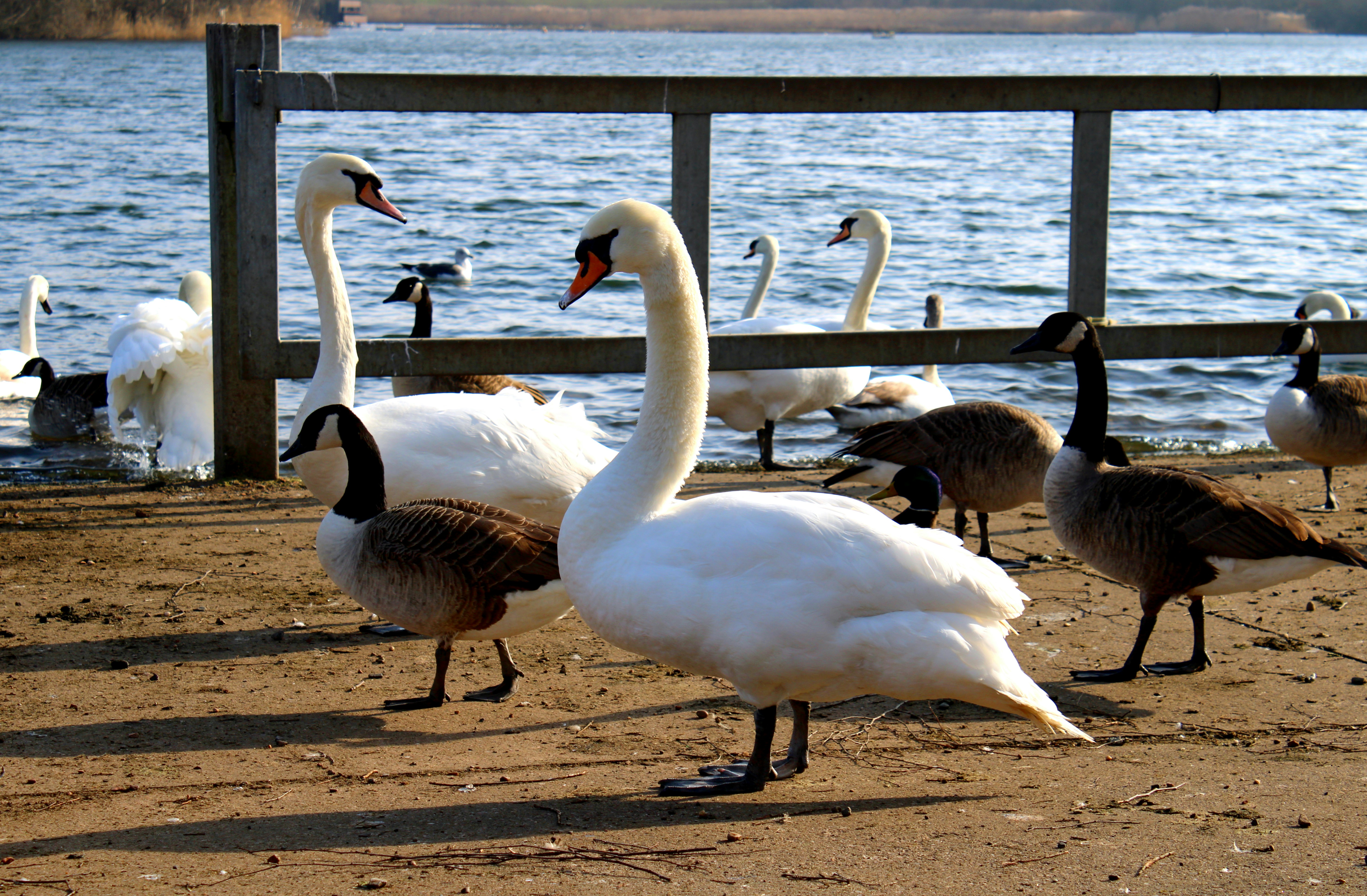 Gathering of swans and geese on a sunlit lakeshore with a wooden fence and water in the background.