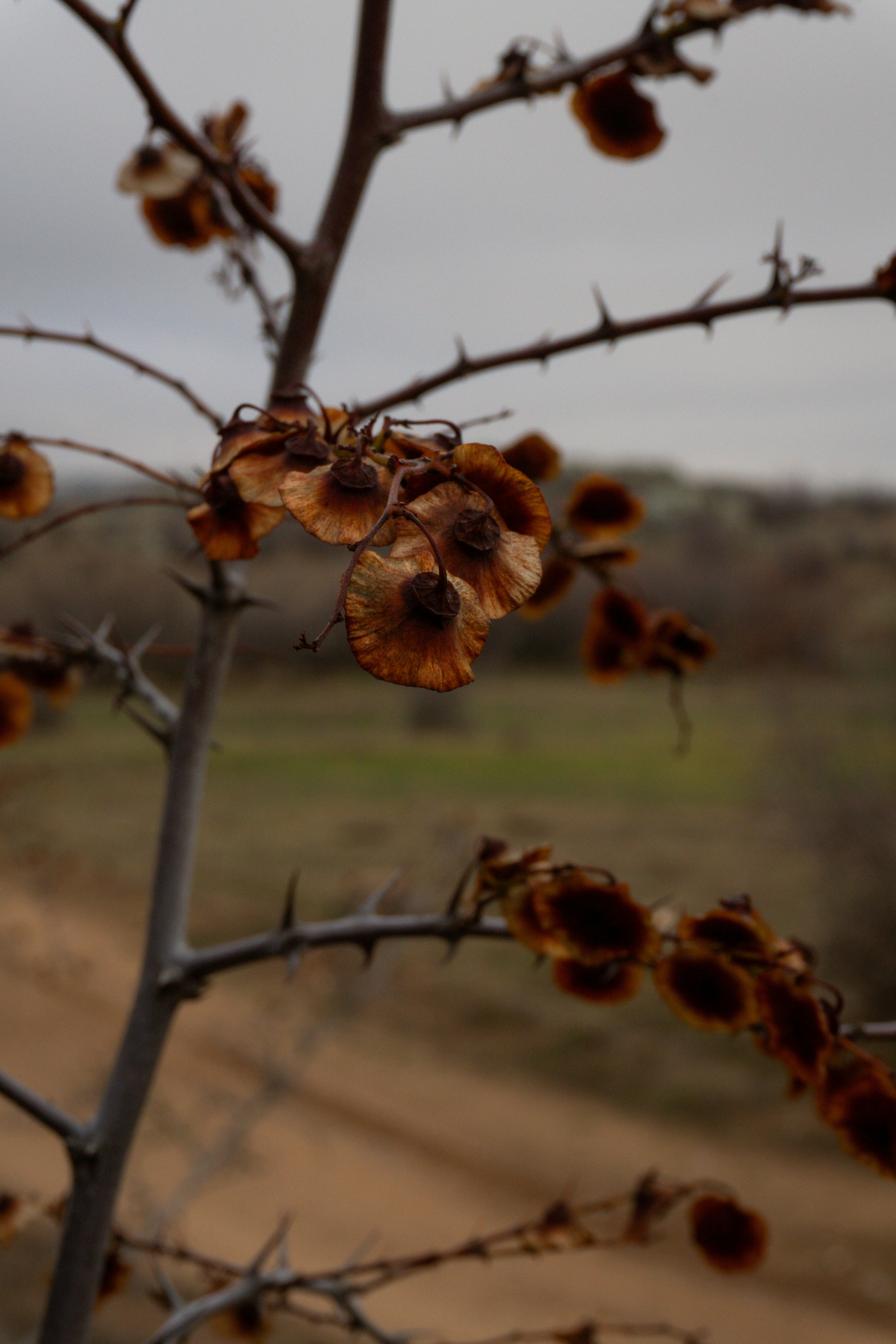 Desiccated seedpods cling to a thorny branch beneath a moody autumn sky