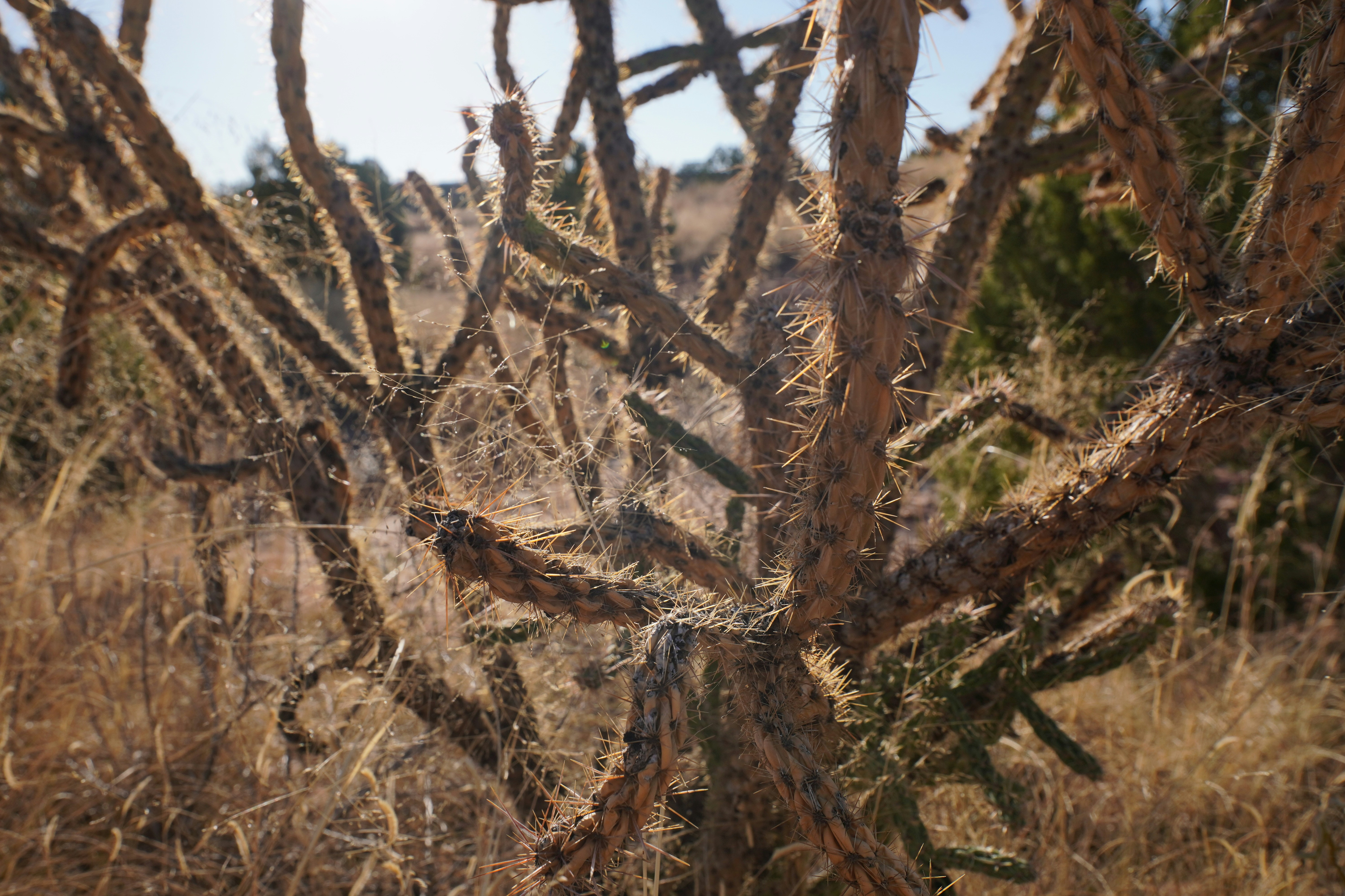 Sunlit Spines of the Arid Sentinel