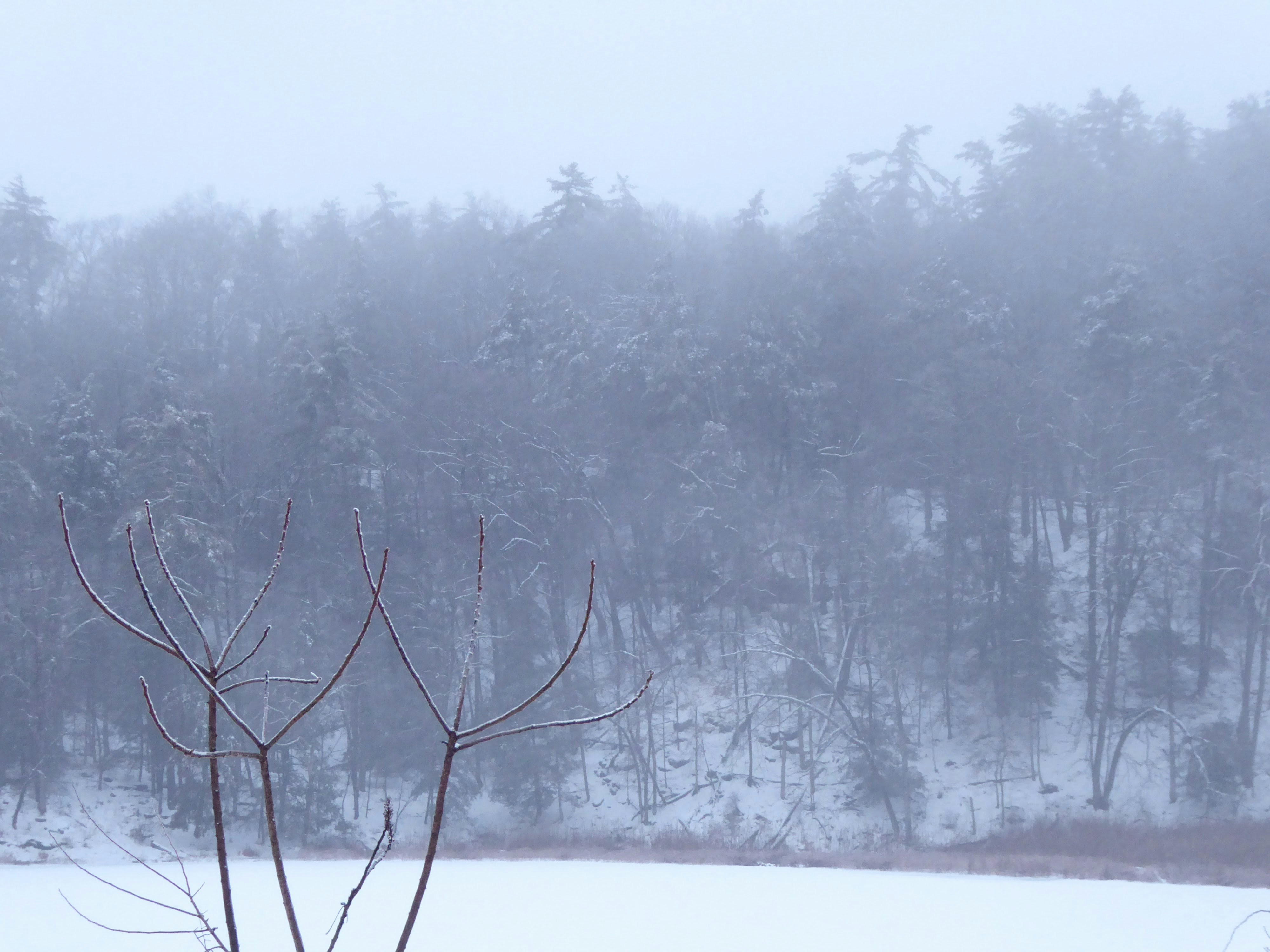 Bare branches frame a misty, snow-covered forest under a pale sky.