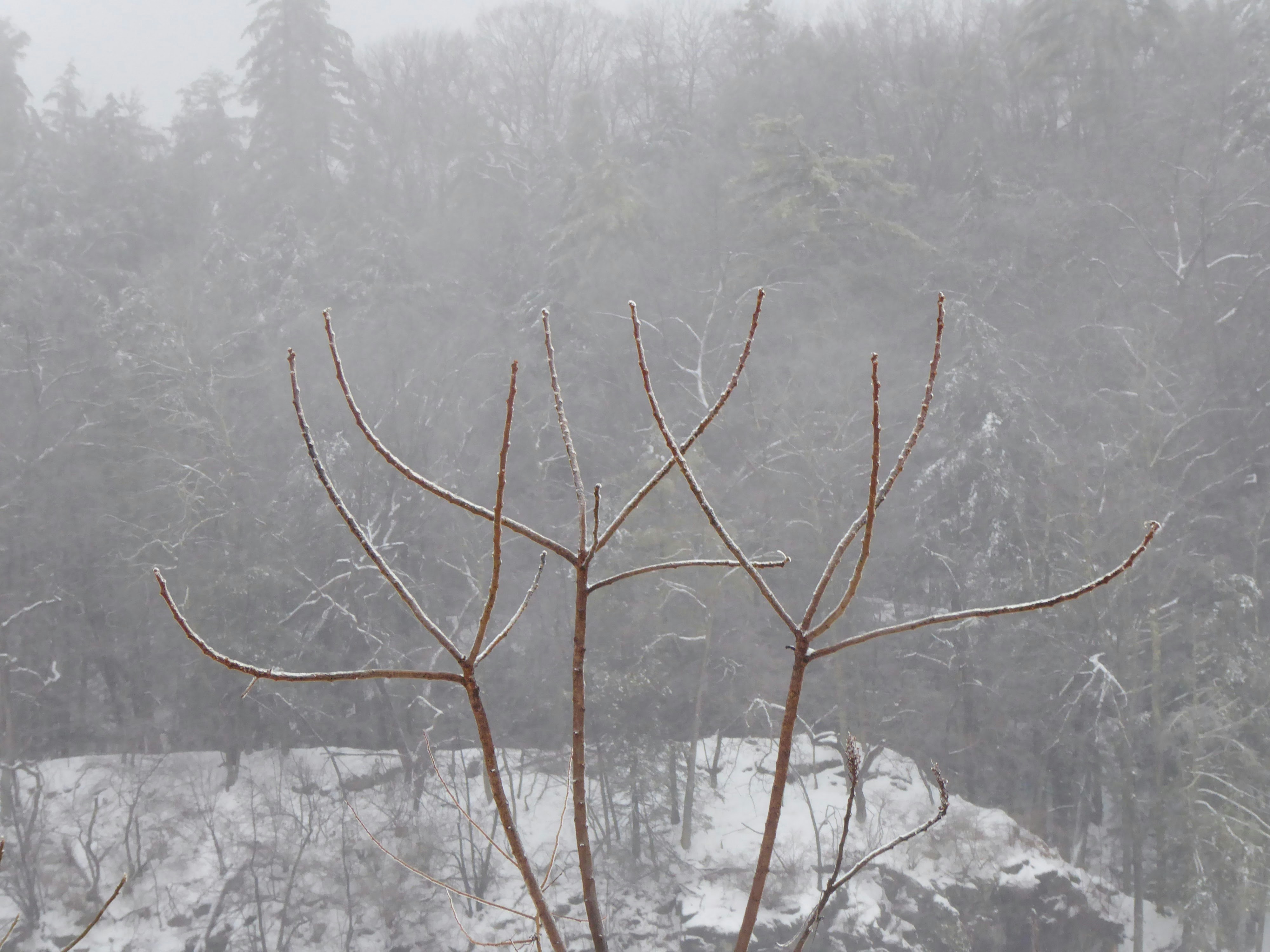Wintry Elegance: Branches Dancing in the Mist