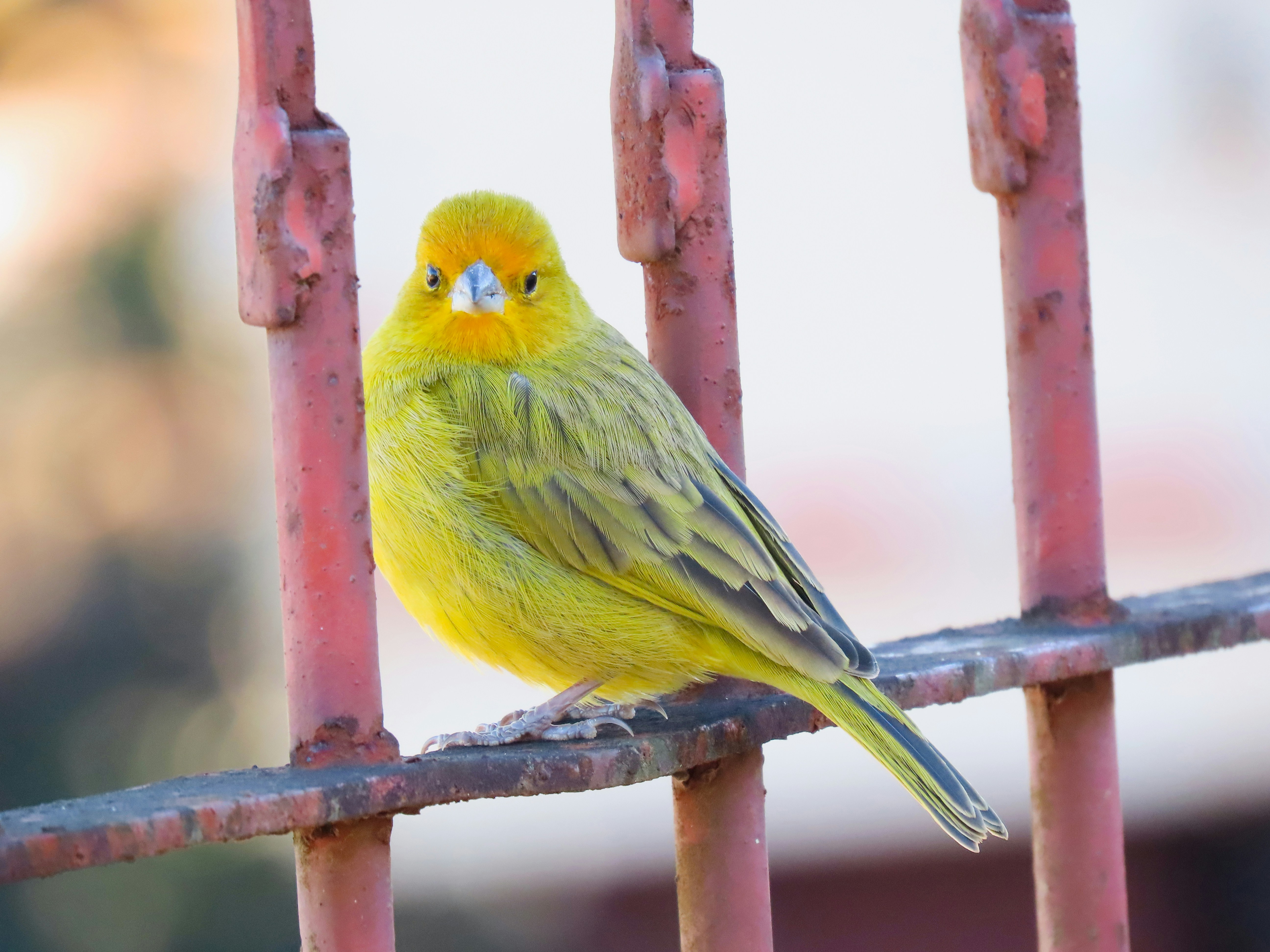 Golden Canary on Weathered Iron: A Quiet Urban Perch