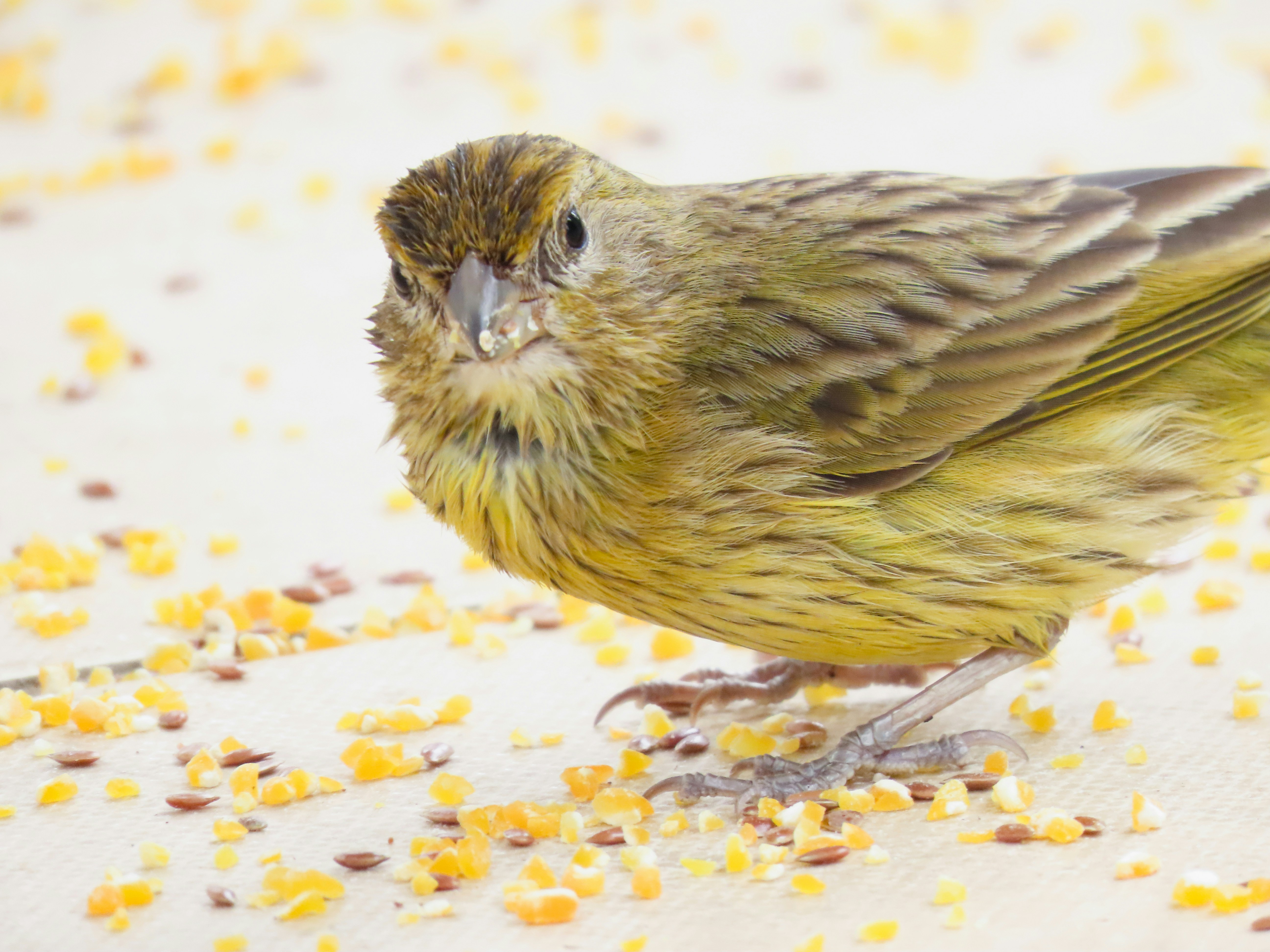 Canário-da-terra/Saffron Finch (Sicalis flaveola)