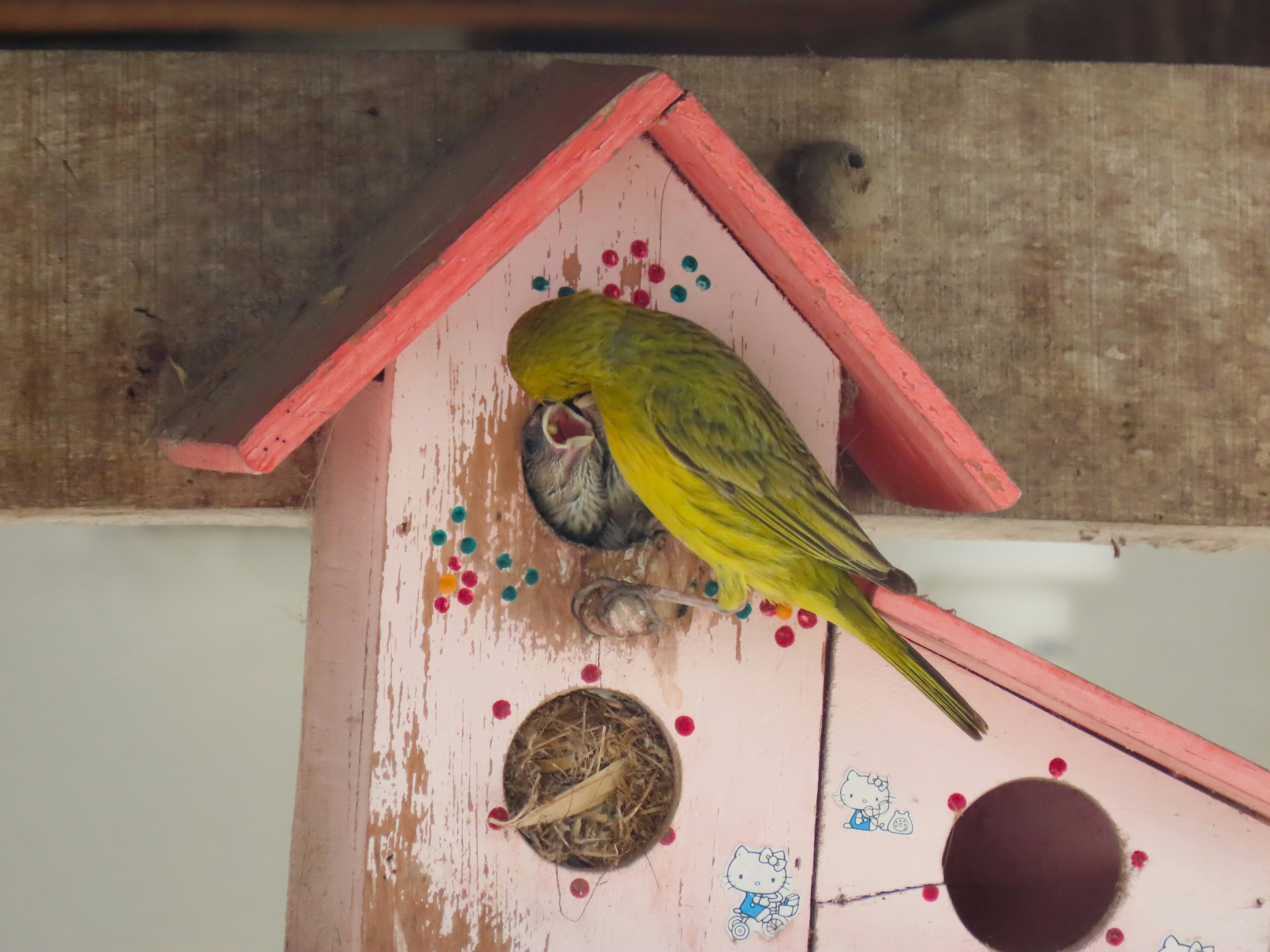Canário-da-terra/Saffron Finch (Sicalis flaveola)