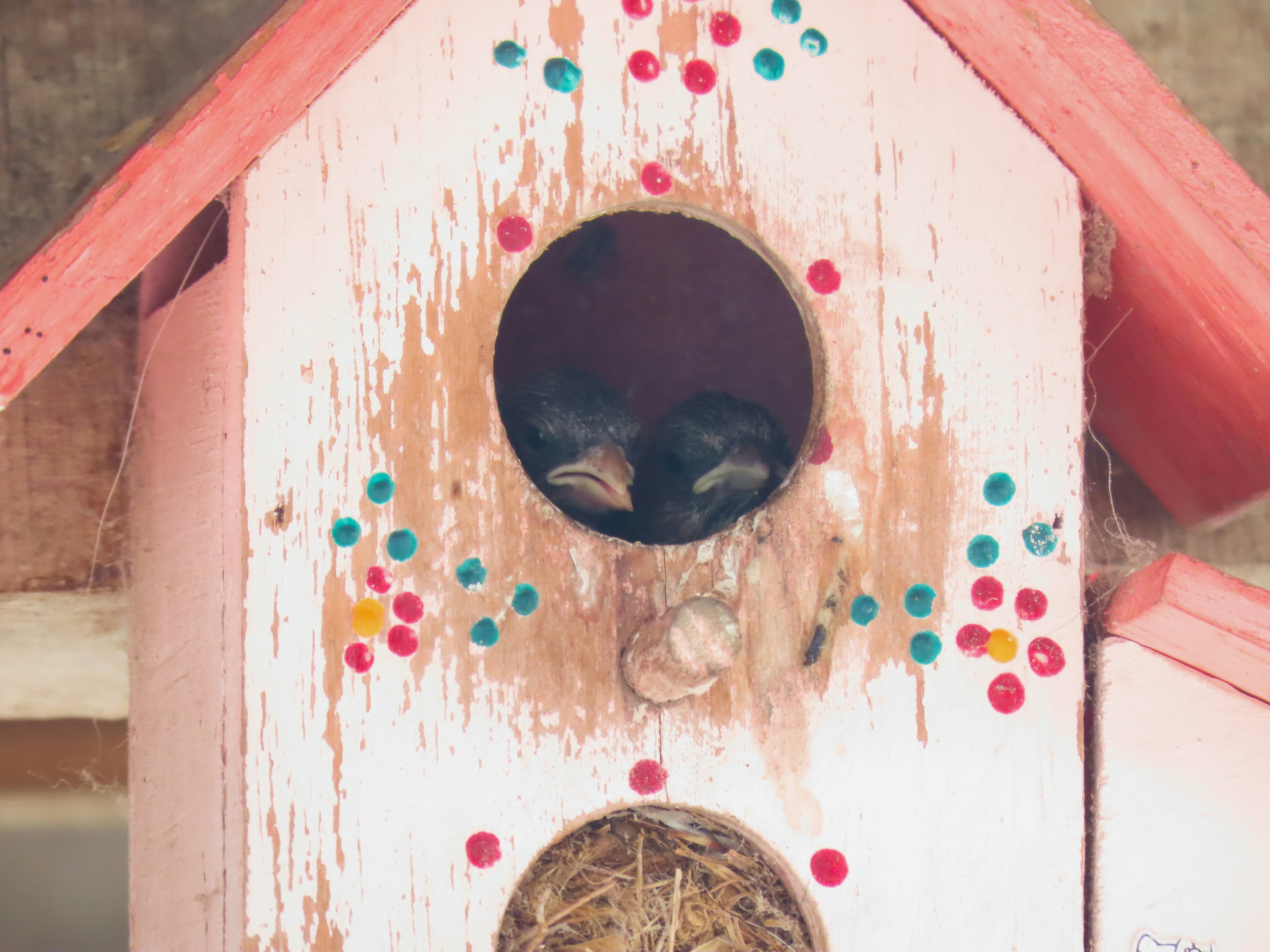A bird house with two birds inside of it photo – Free Animal Image on ...