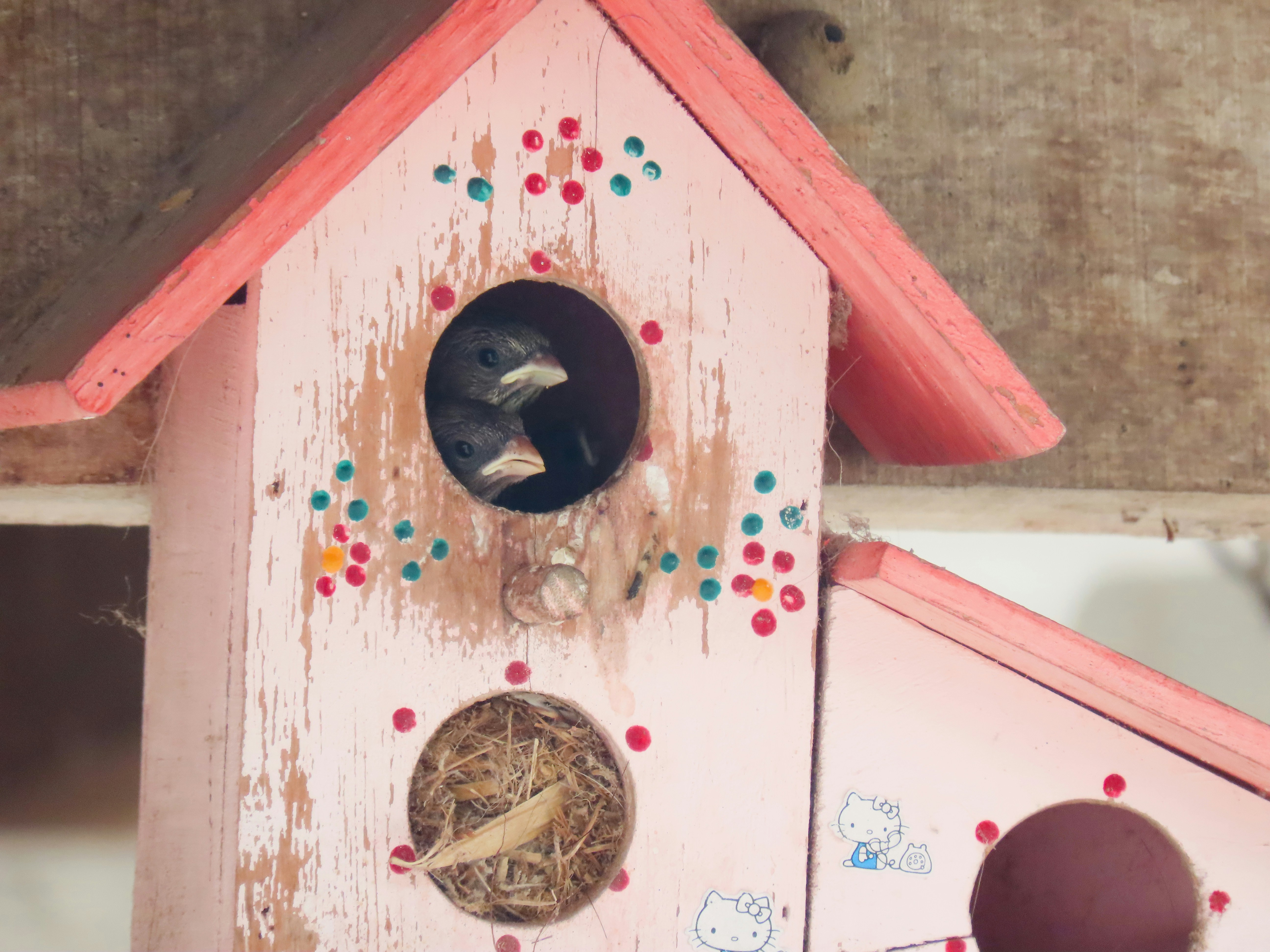 A pink birdhouse with two birds inside of it photo – Free Photo Image ...