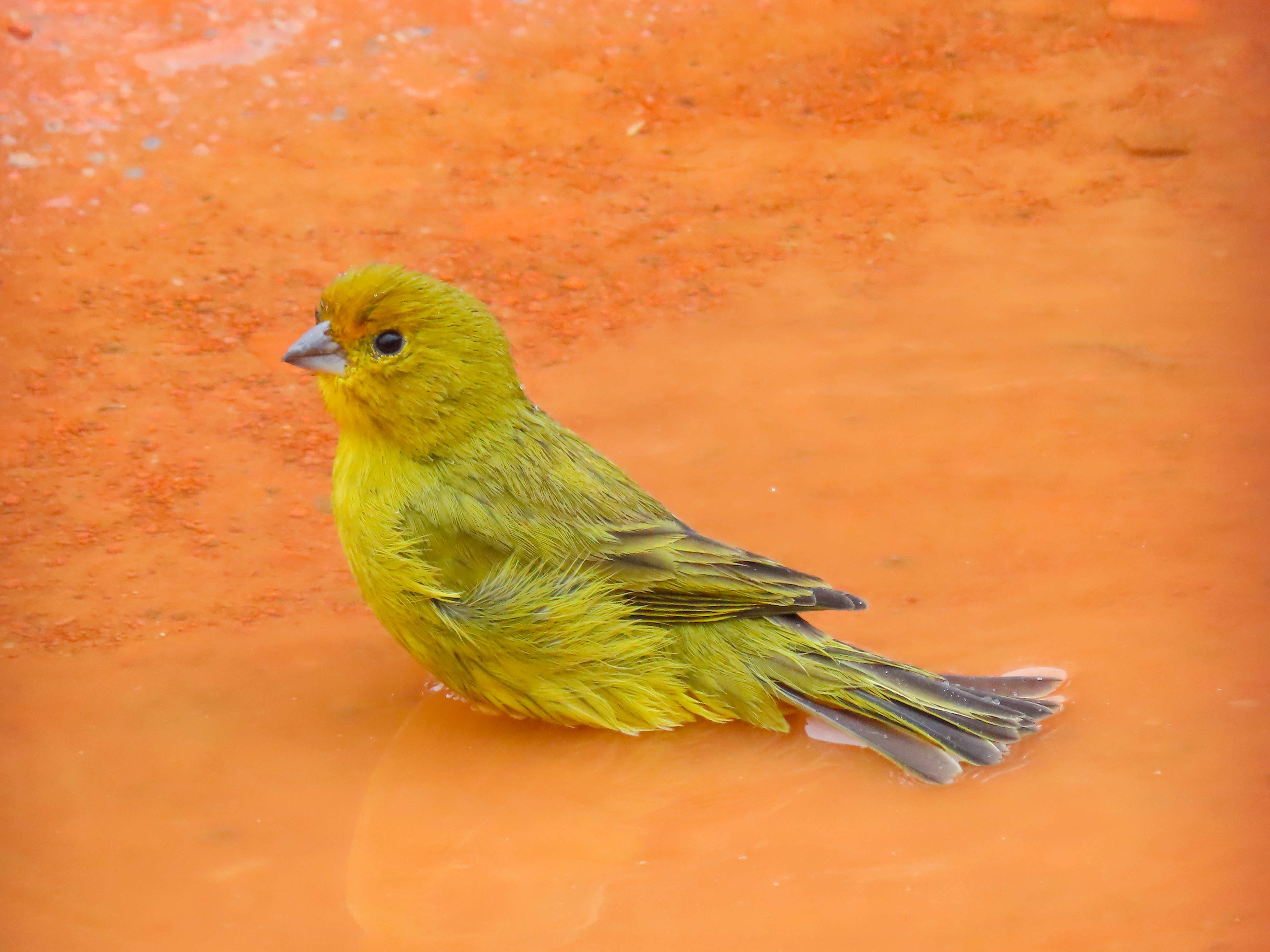 Canário-da-terra/Saffron Finch (Sicalis flaveola)