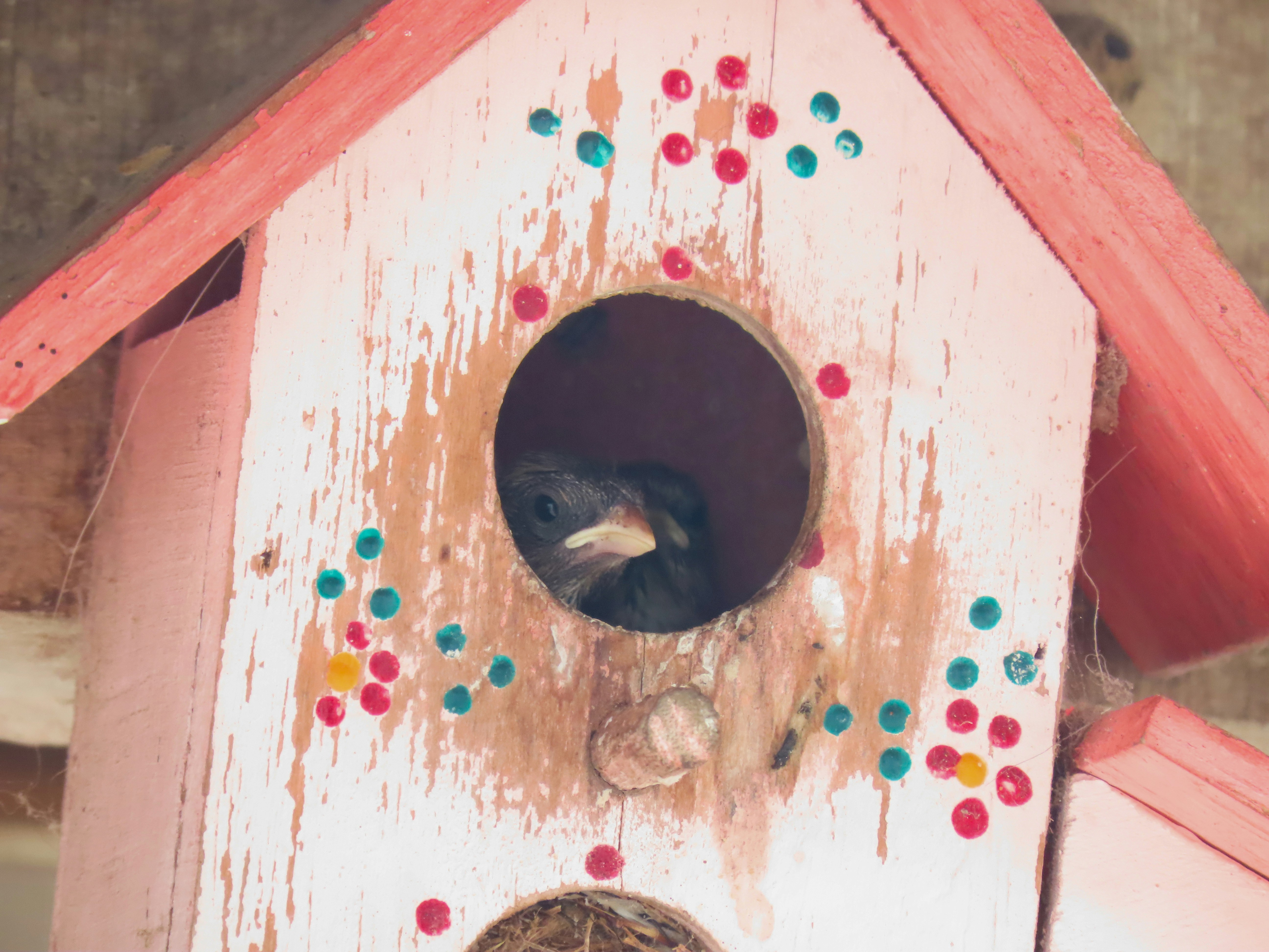 Nestling in the Painted Parlor: A Tiny Bird’s First Light