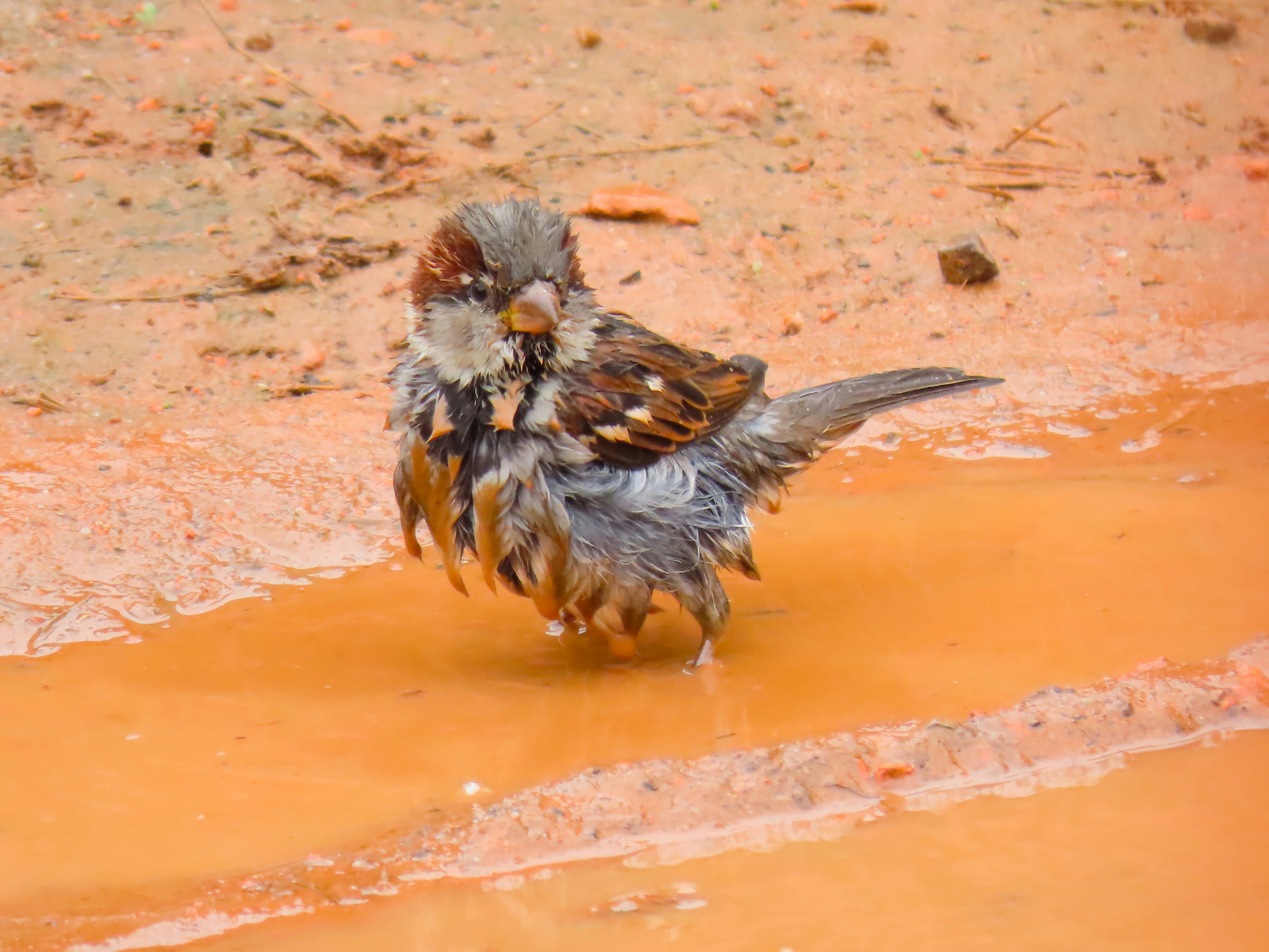 Nature's Refreshing Moment: A Sparrow's Soak