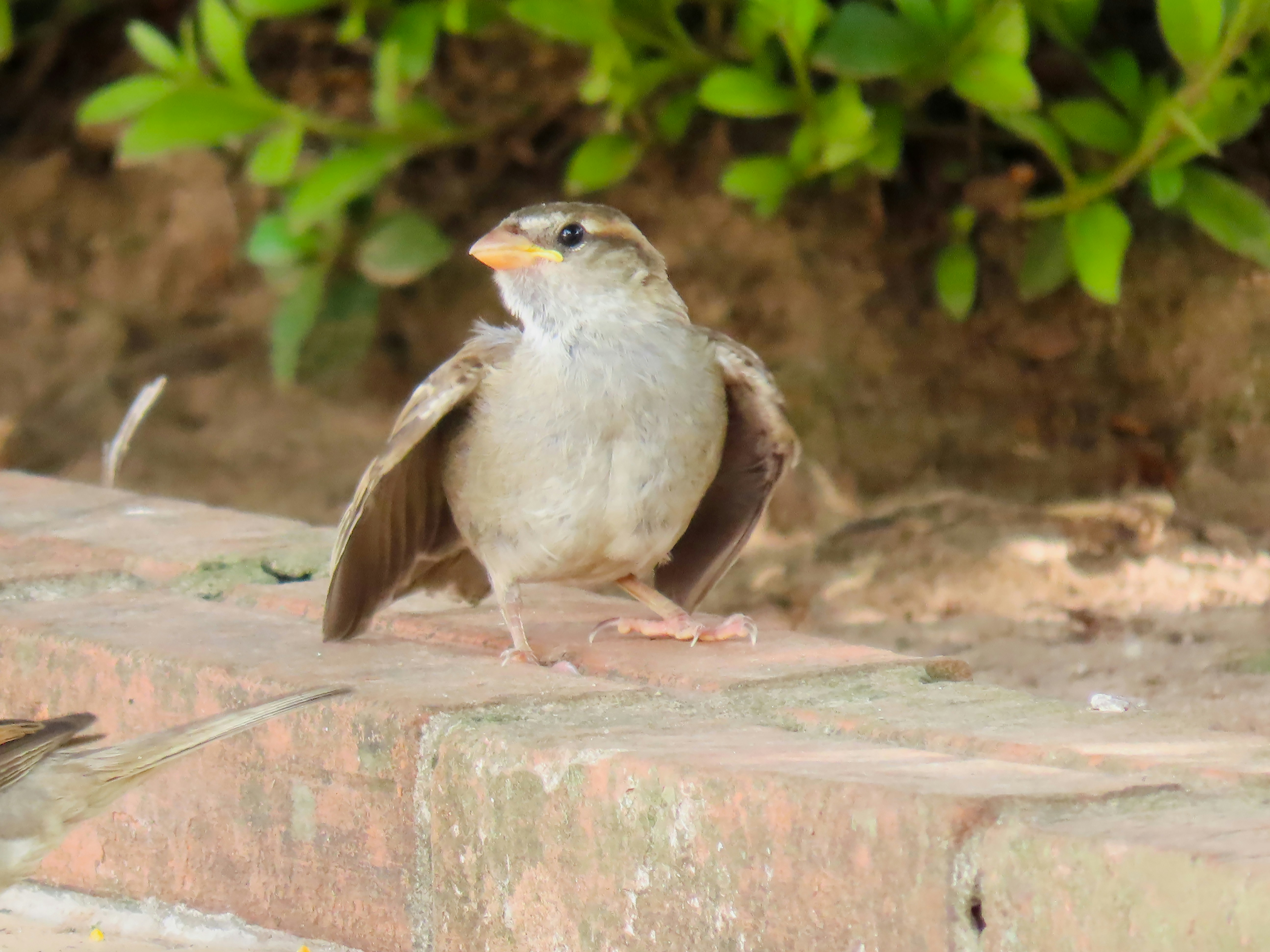 Brick-Ledge Moment: A Curious Bird Pauses Among Garden Greens
