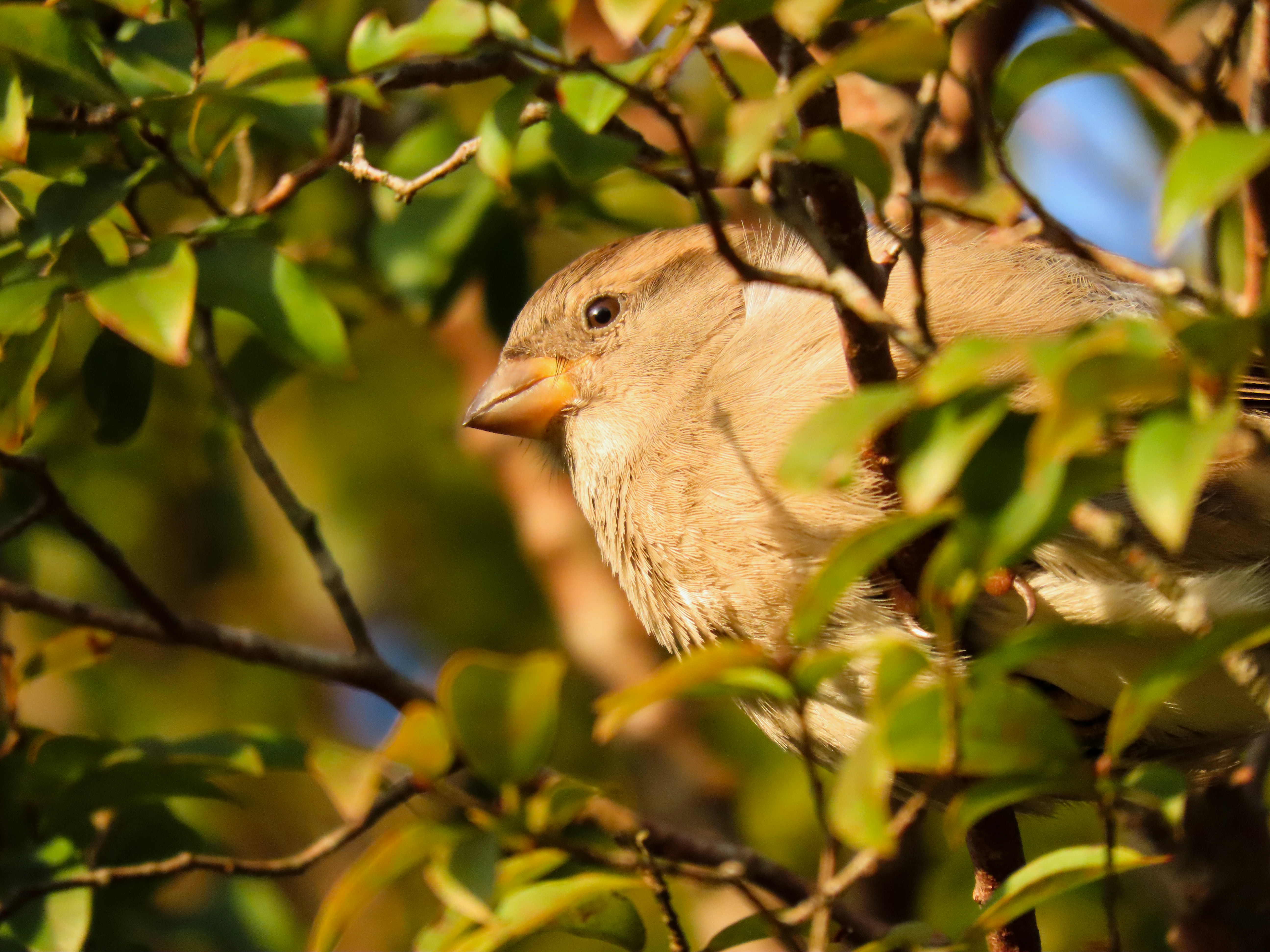 Hidden Perch: A Warbler Quietly Observes Through Leaves
