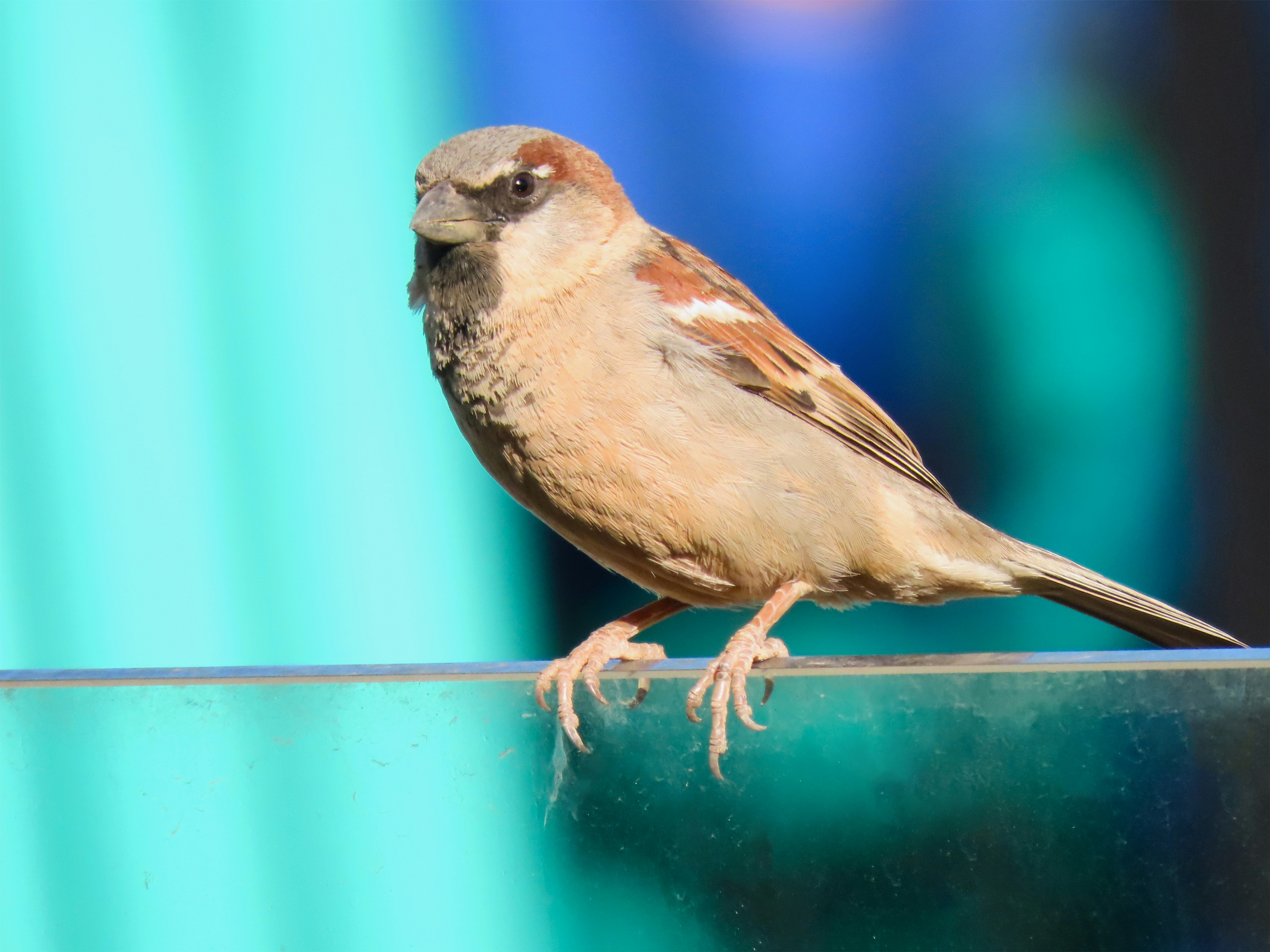 Curious House Sparrow Perched on a Glass Edge