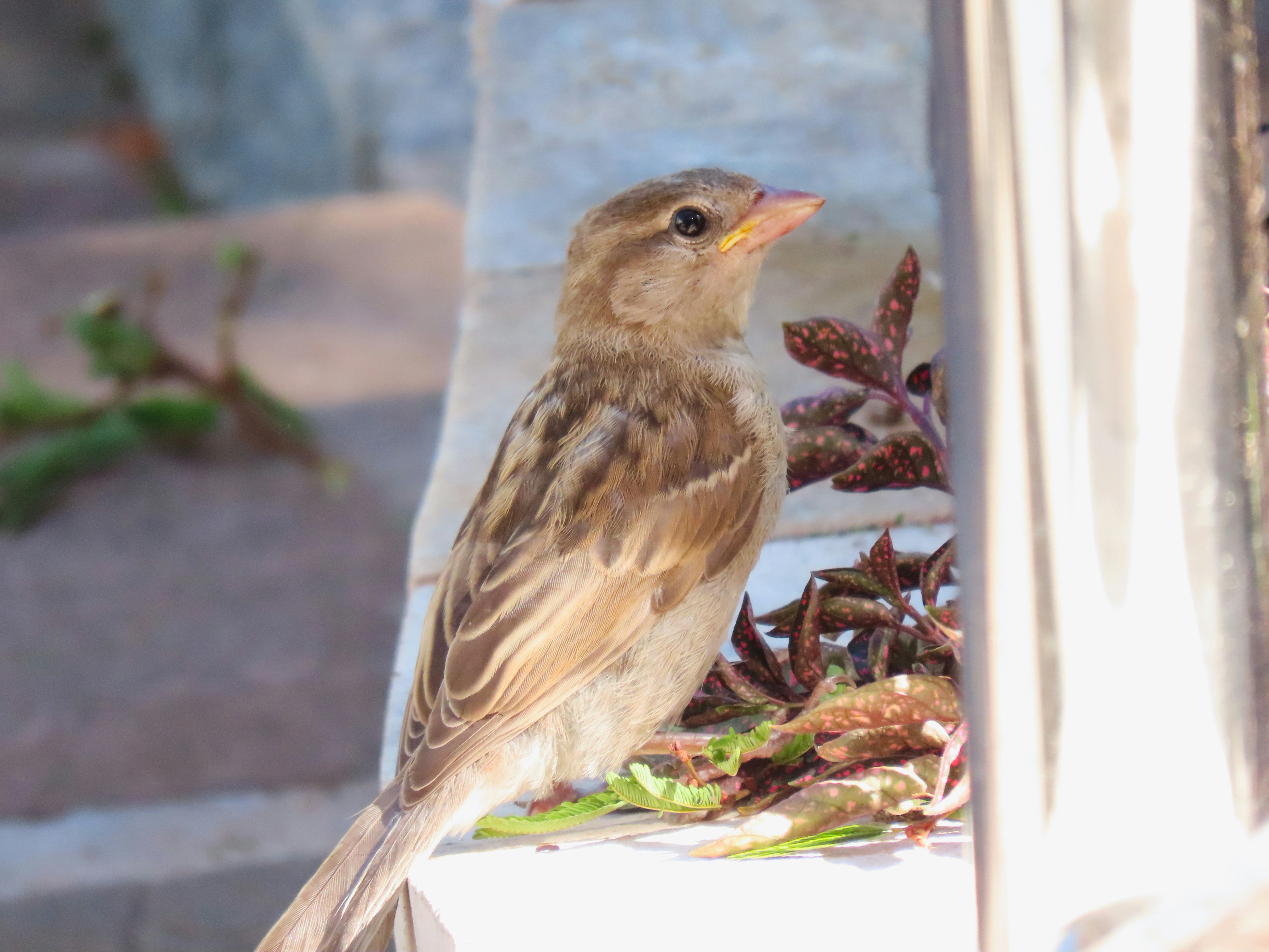 Morning Guest on a Plate: A Sparrow's Quiet Perch