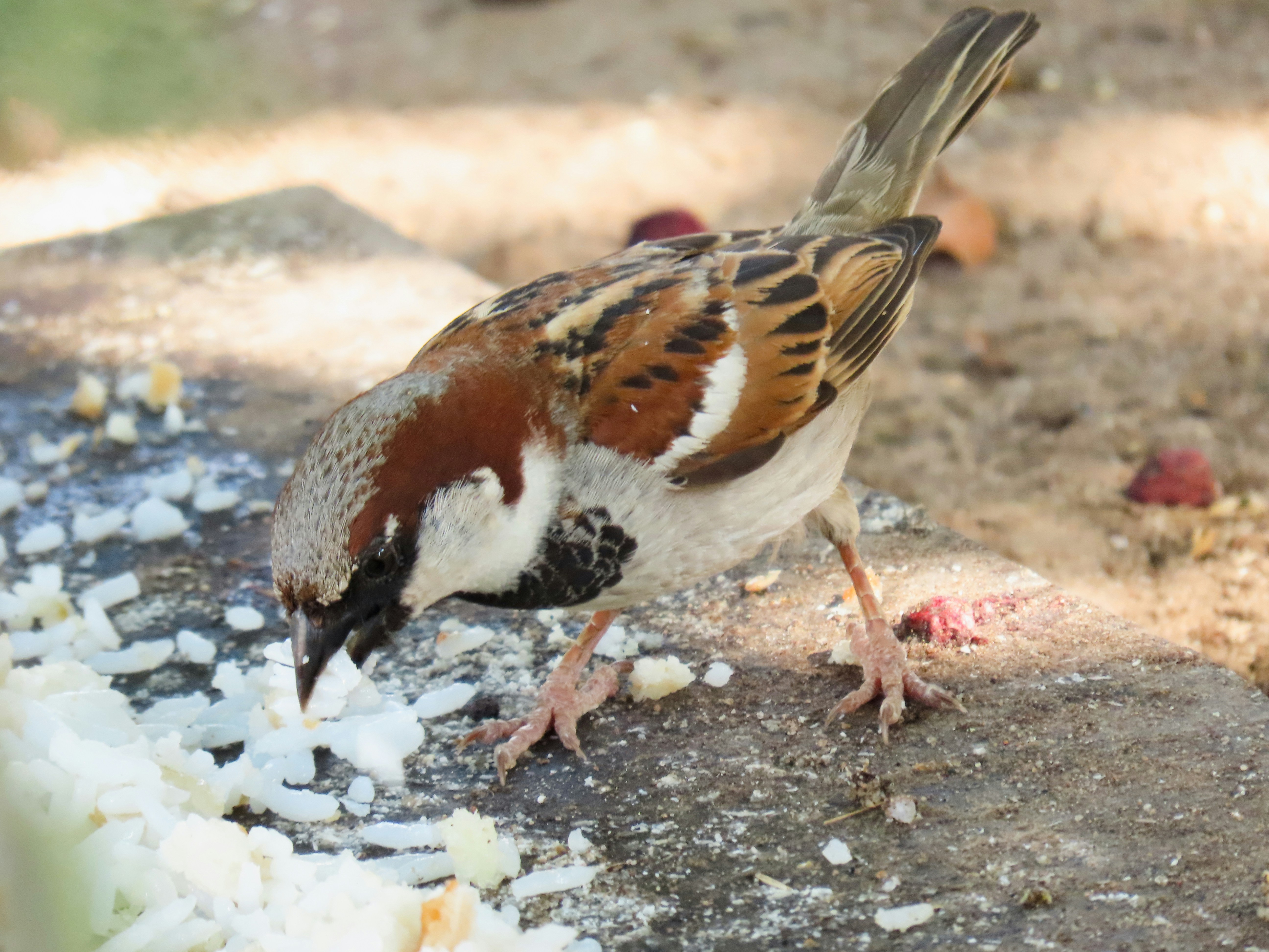 Crumbs and Tiny Feathers: A Sparrow's Sunlit Forage